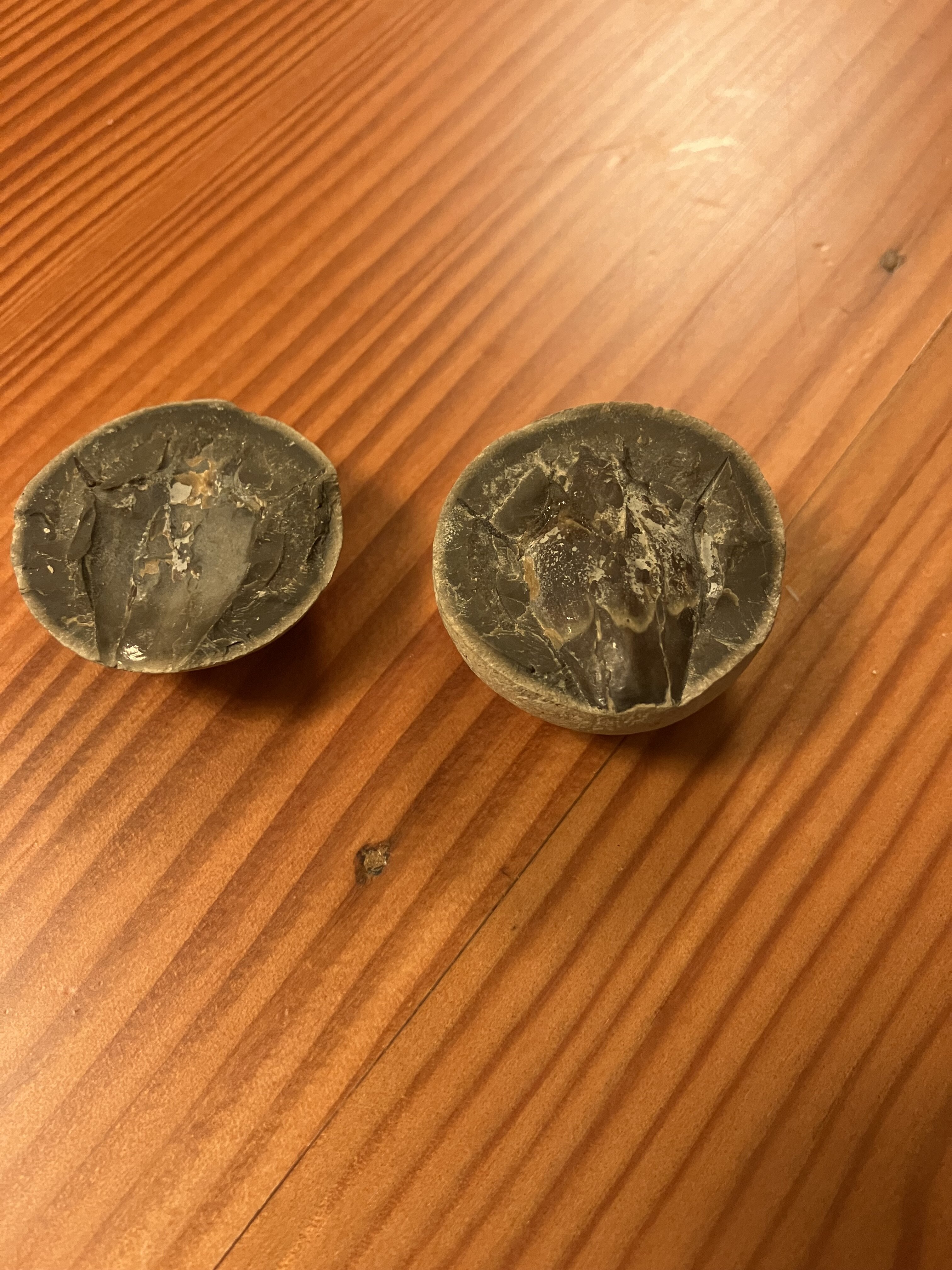 Oregon coast range fossil (?) ID - Fossil ID - The Fossil Forum