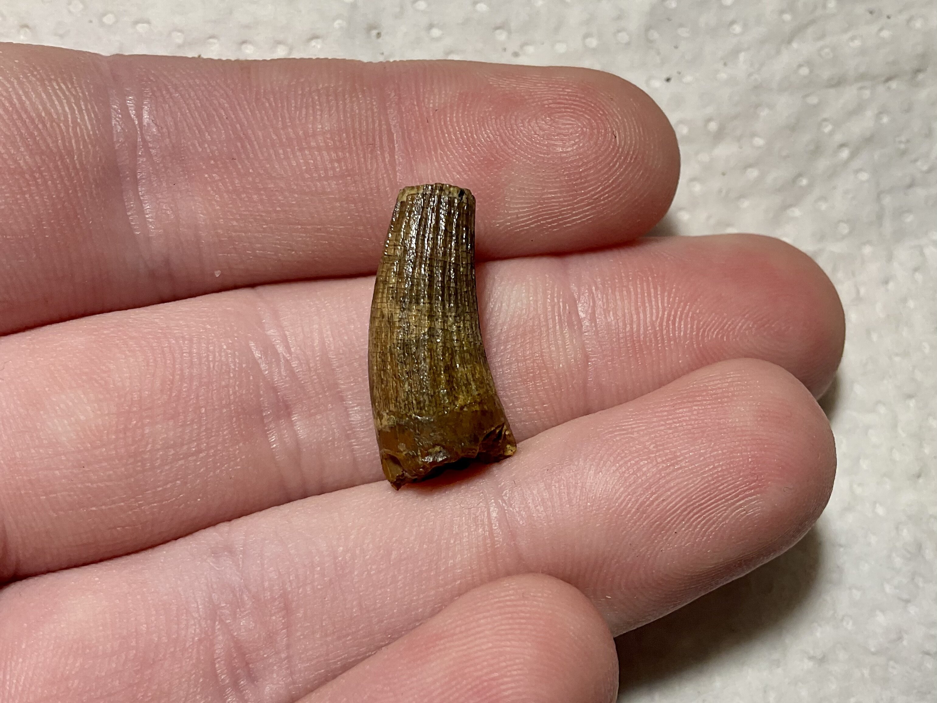 Latest Mailbox Score -2025! - Page 2 - Member Collections - The Fossil ...