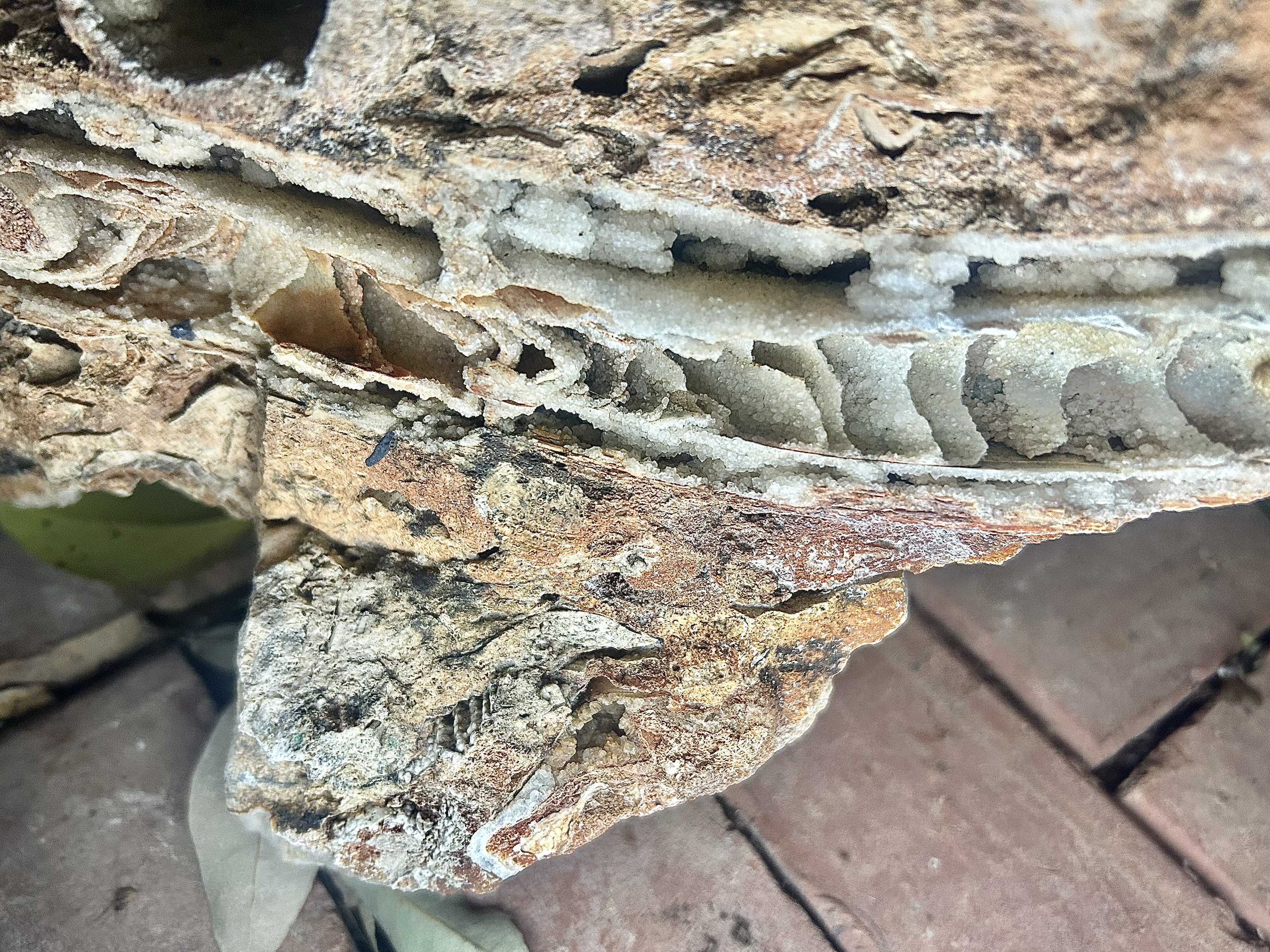 Many fossils and crystals in river rock - Fossil ID - The Fossil Forum