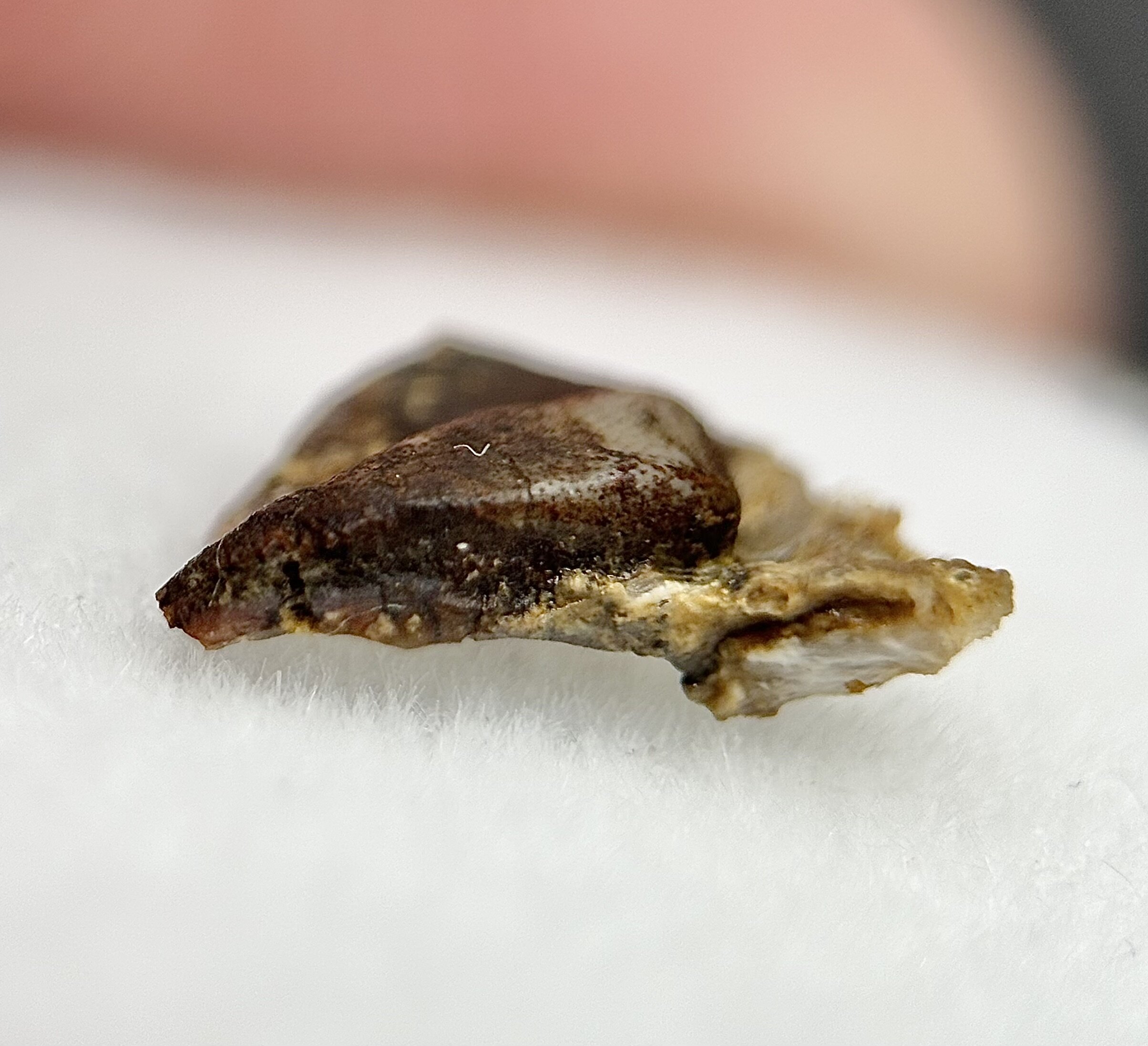Pennsylvanian tooth - Fossil ID - The Fossil Forum