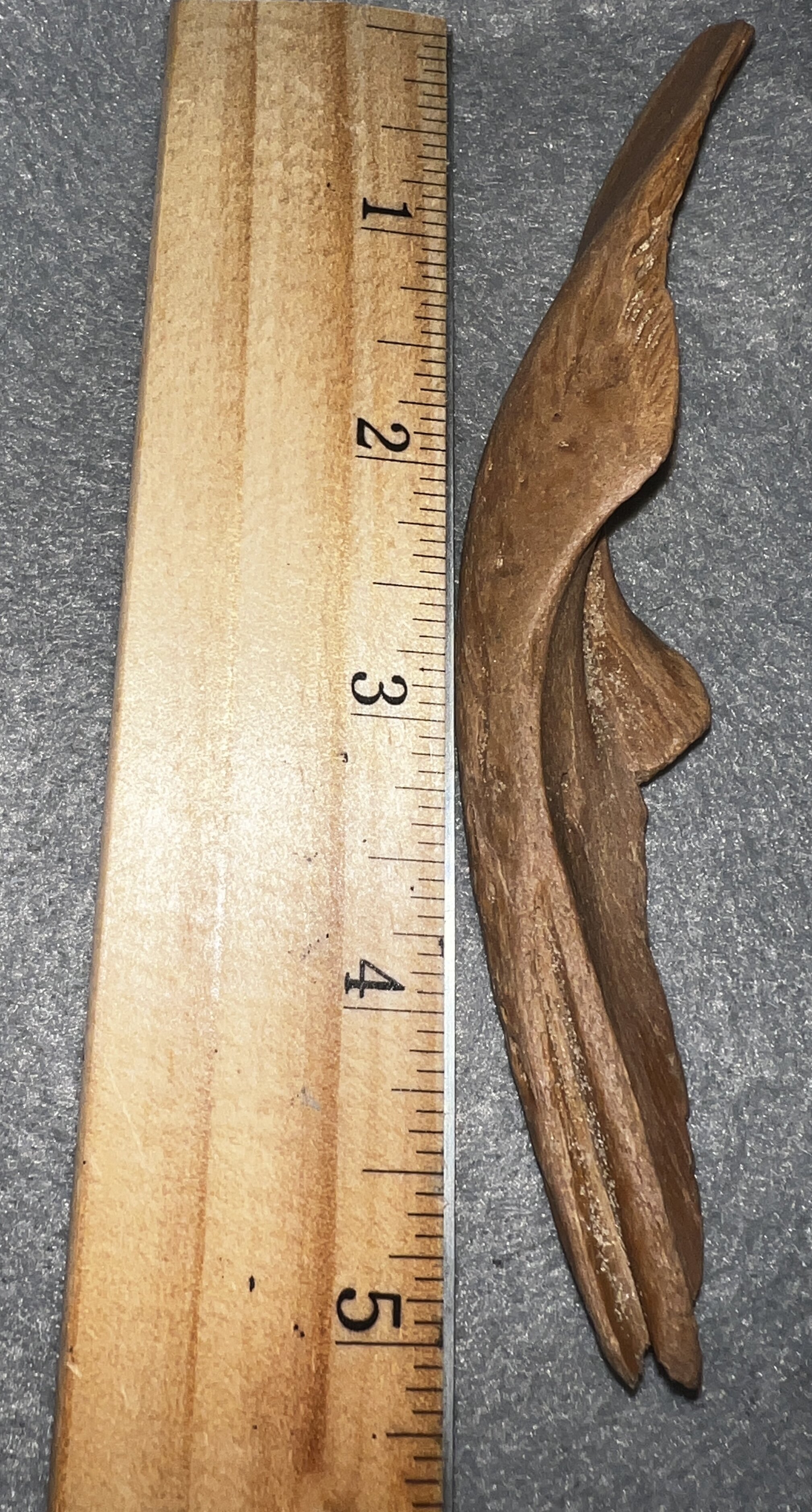 Fish Jaw? Bone Species identification - Fossil ID - The Fossil Forum