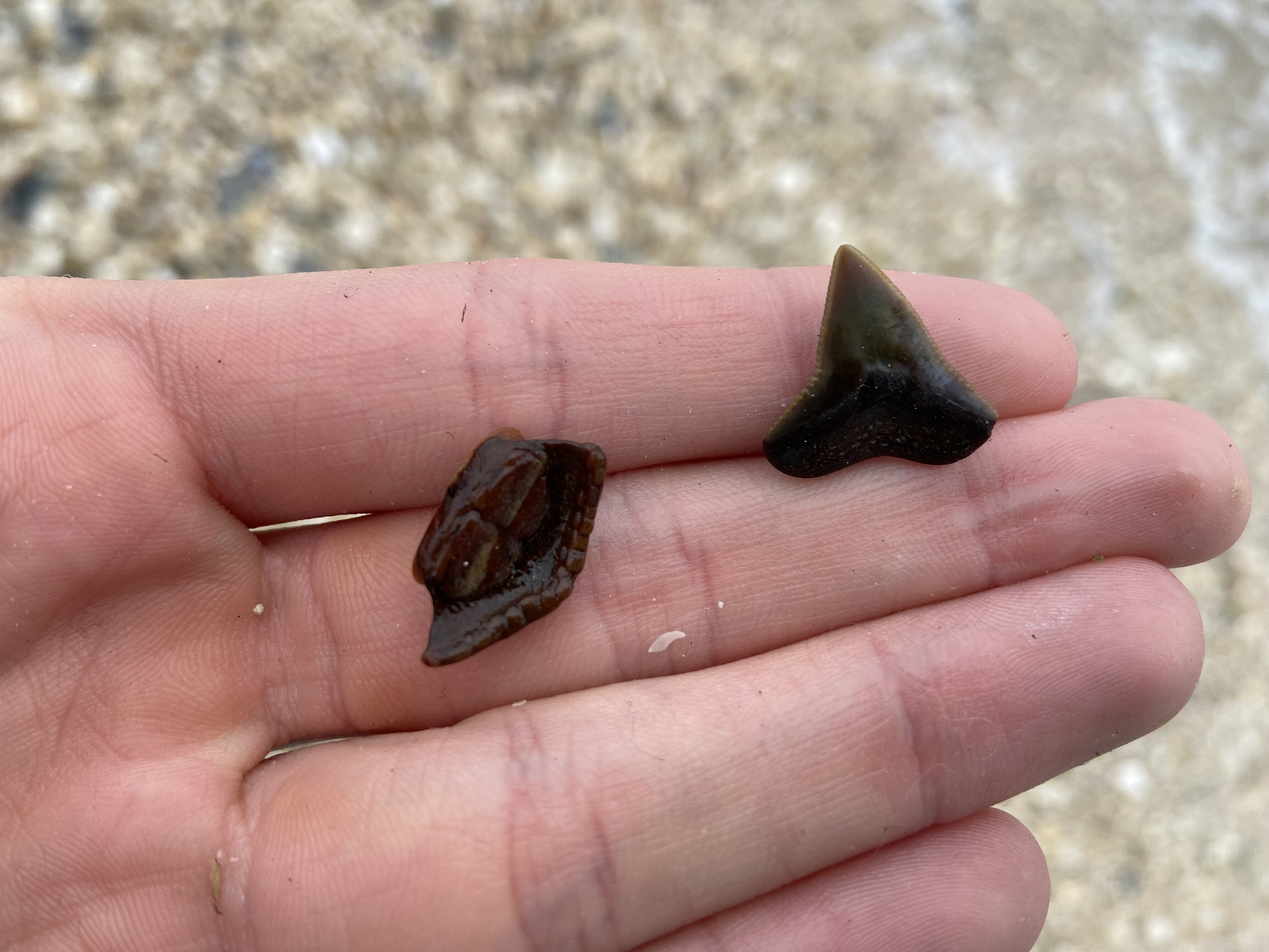 A Chondrichthyan Catch and Cook: Corpus Christi - Fossil Hunting Trips ...