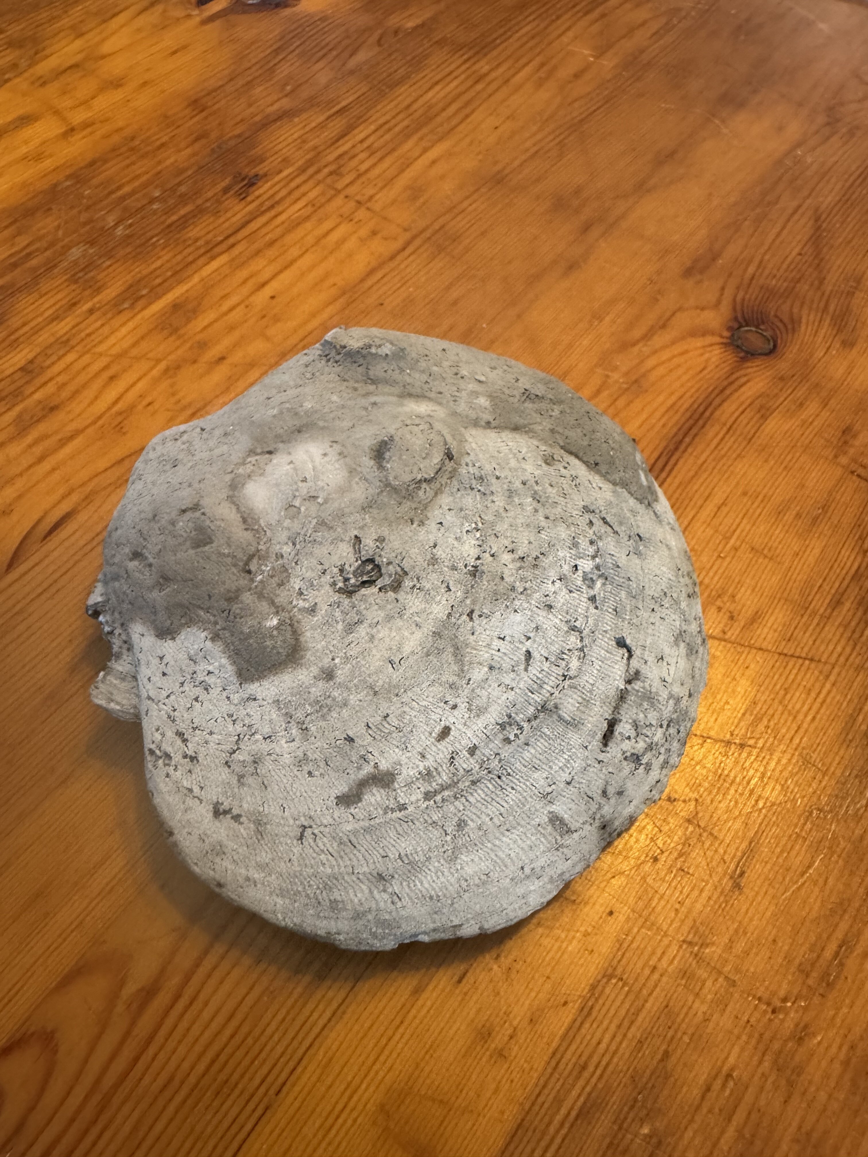 Dredged Up Fossils - Fossil ID - The Fossil Forum