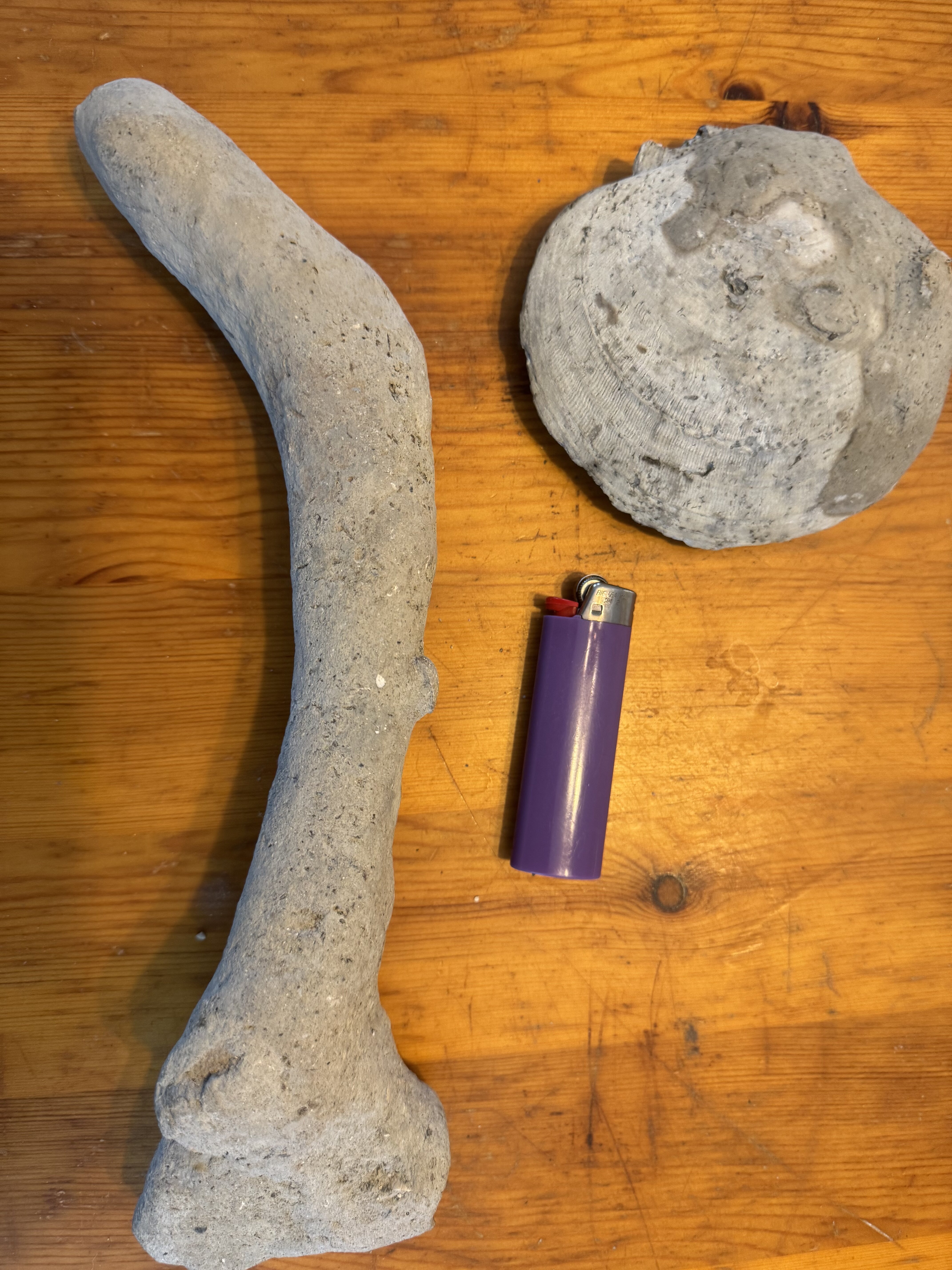 Dredged Up Fossils - Fossil ID - The Fossil Forum