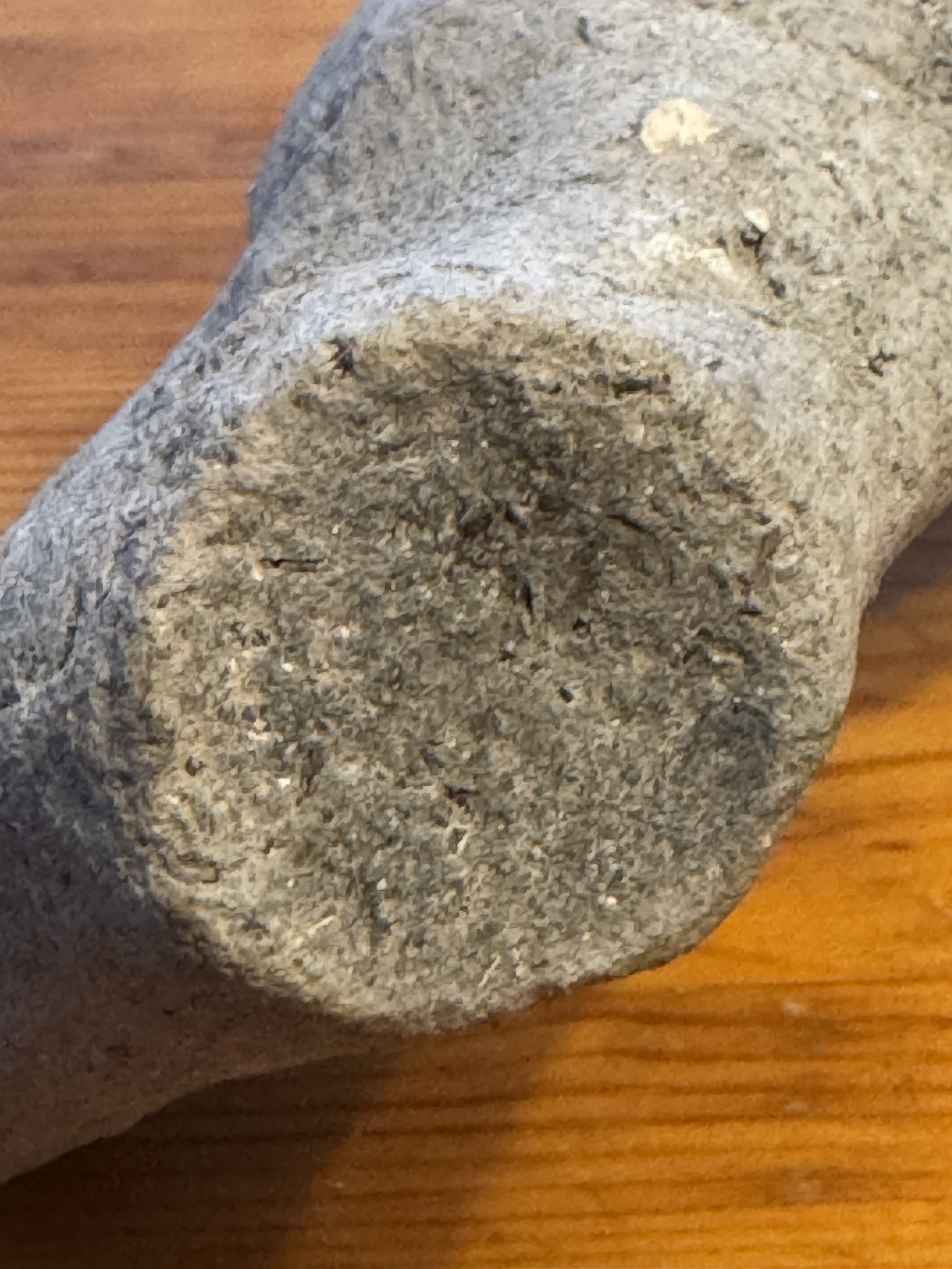 Dredged Up Fossils - Fossil ID - The Fossil Forum
