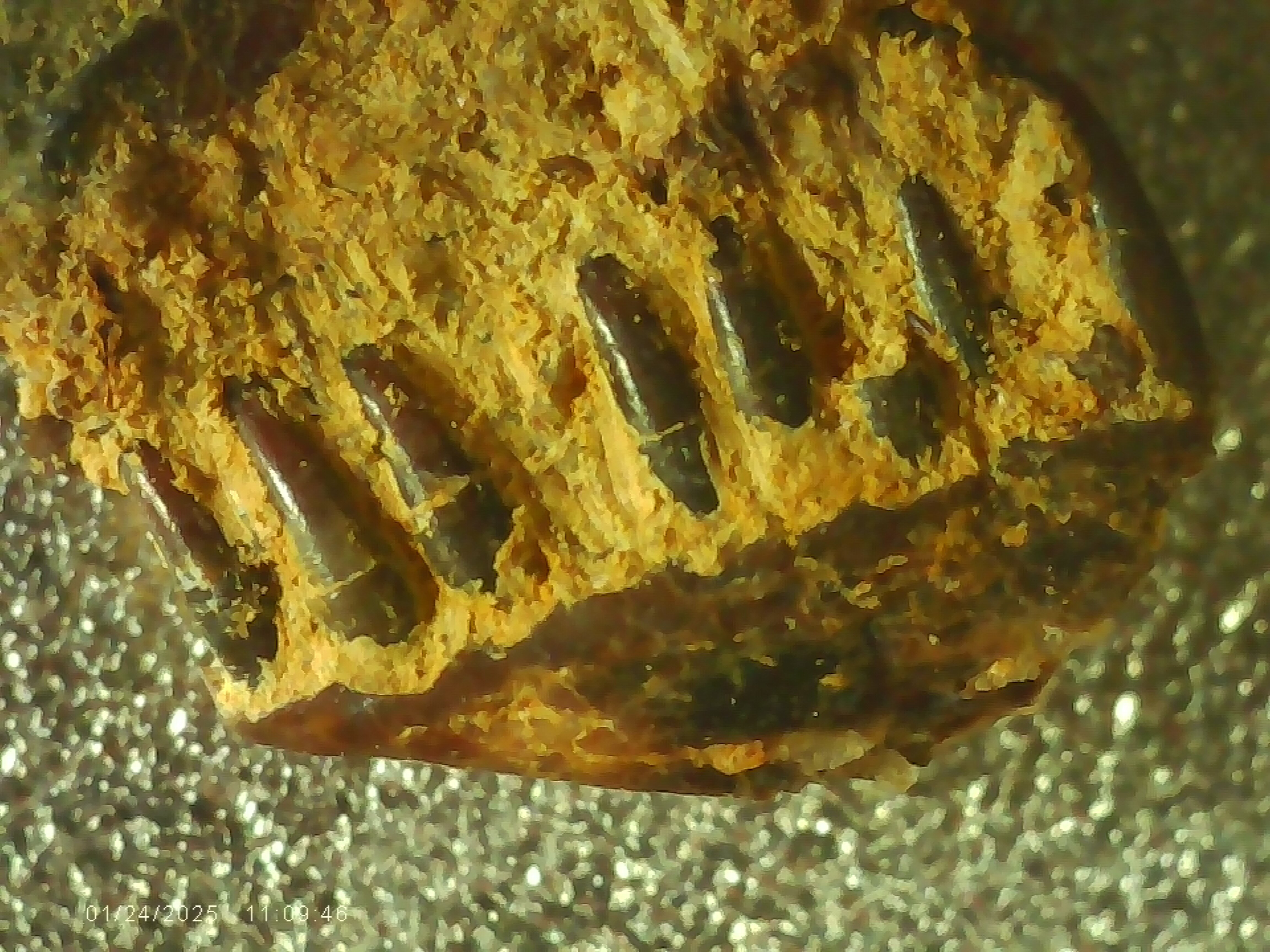 Little Fish Jaw - Micro-paleontology - The Fossil Forum