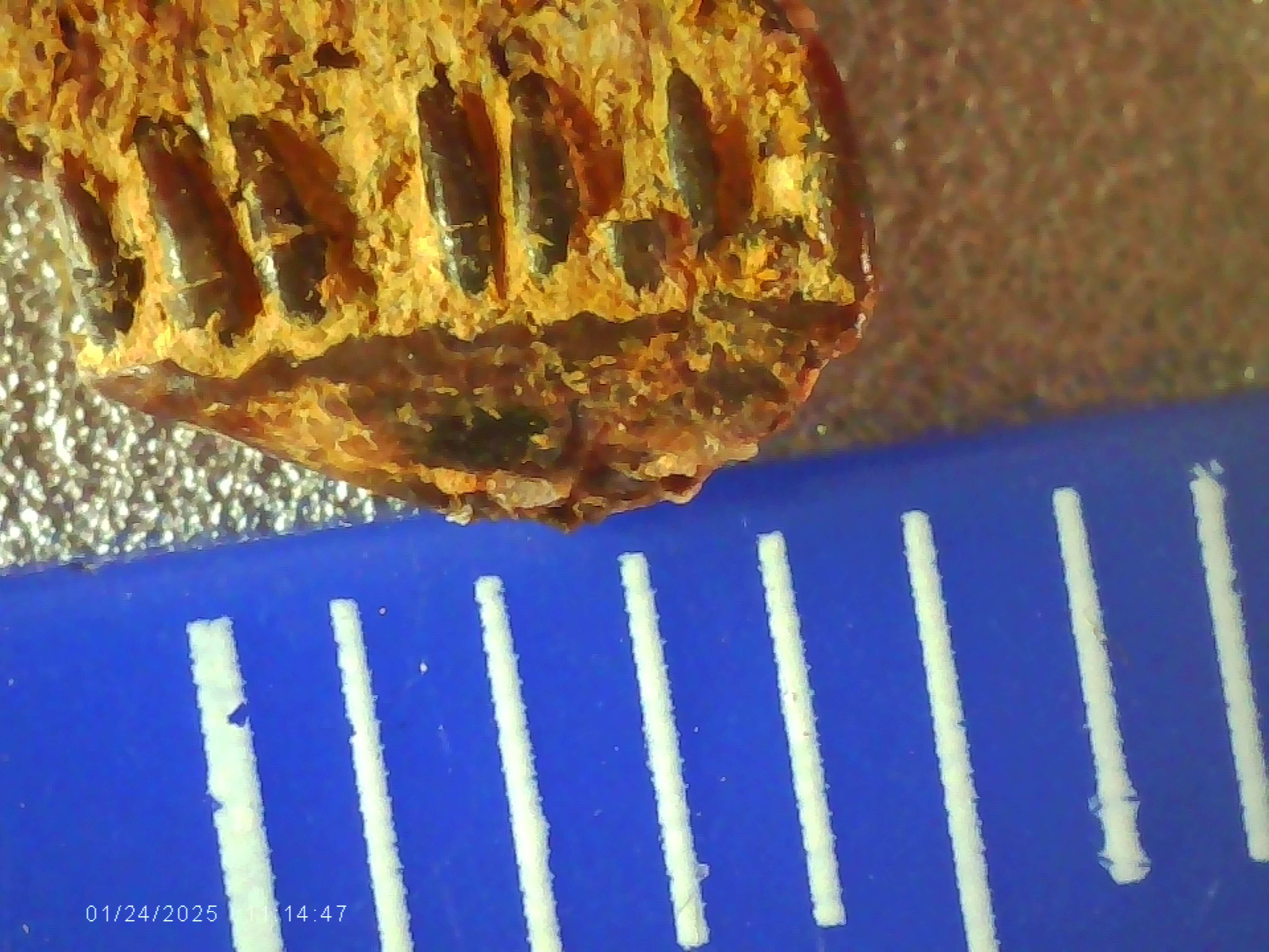 Little Fish Jaw - Micro-paleontology - The Fossil Forum