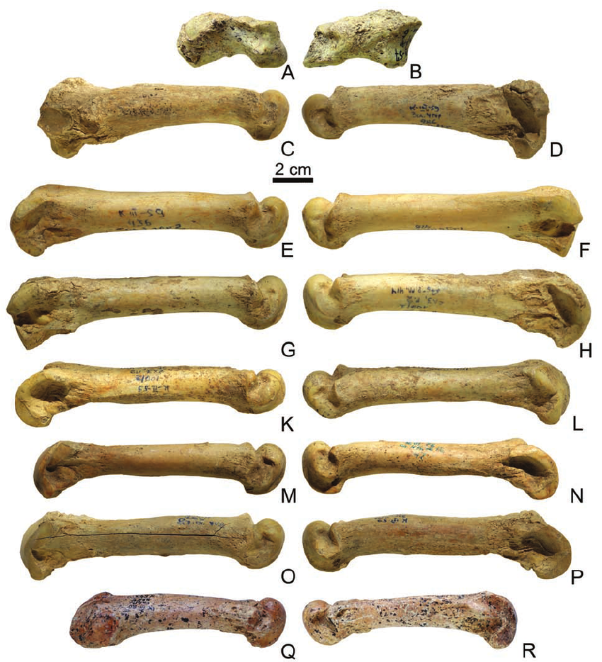 Cave lion hand bone - Fossil ID - The Fossil Forum