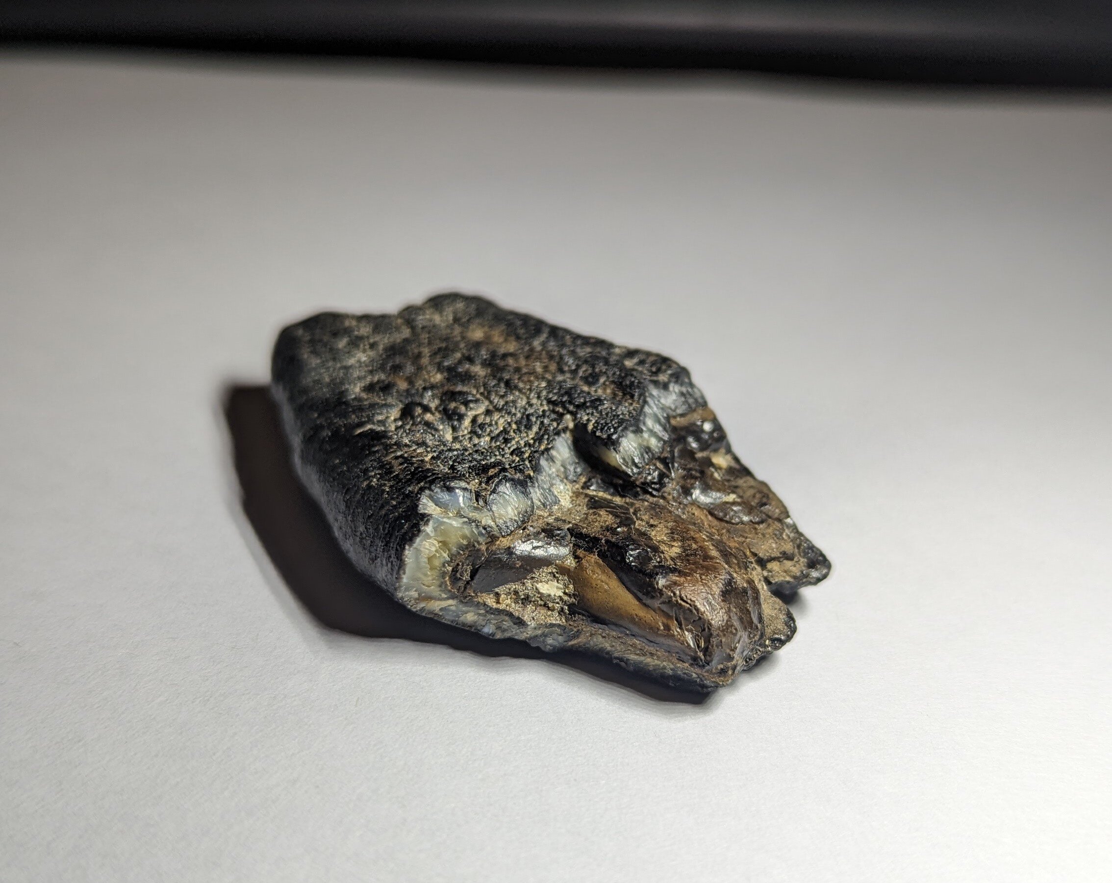 Fossil Coral, Claw, tooth? - Fossil ID - The Fossil Forum