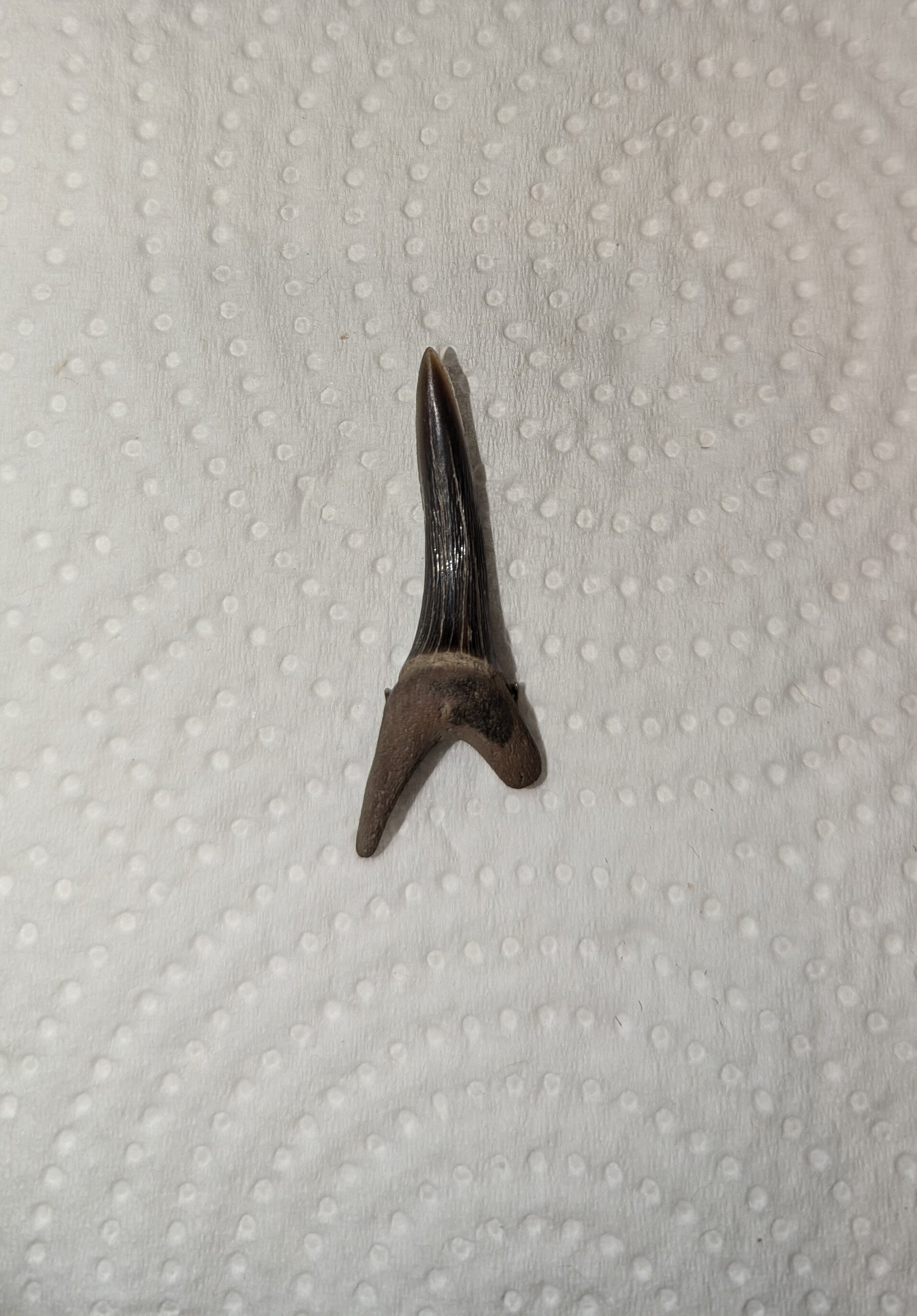 Fossilised shark tooth UK? - Fossil ID - The Fossil Forum