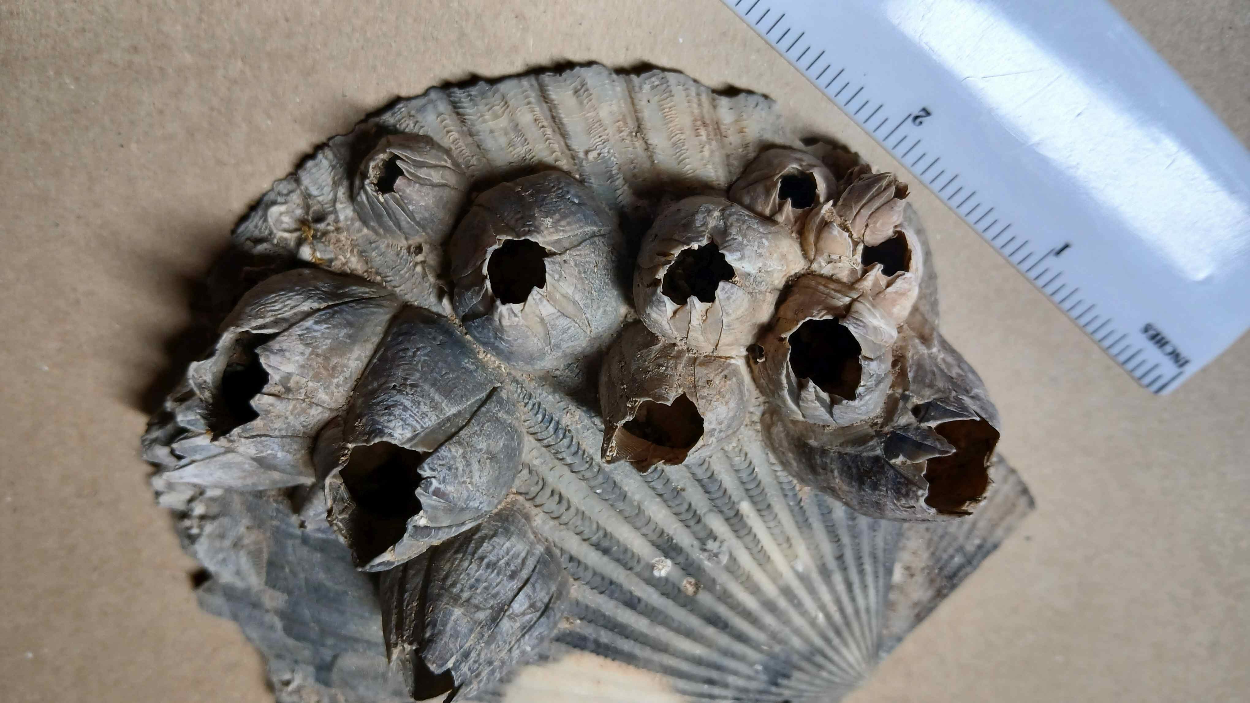 Please help to identify what is this - Fossil ID - The Fossil Forum