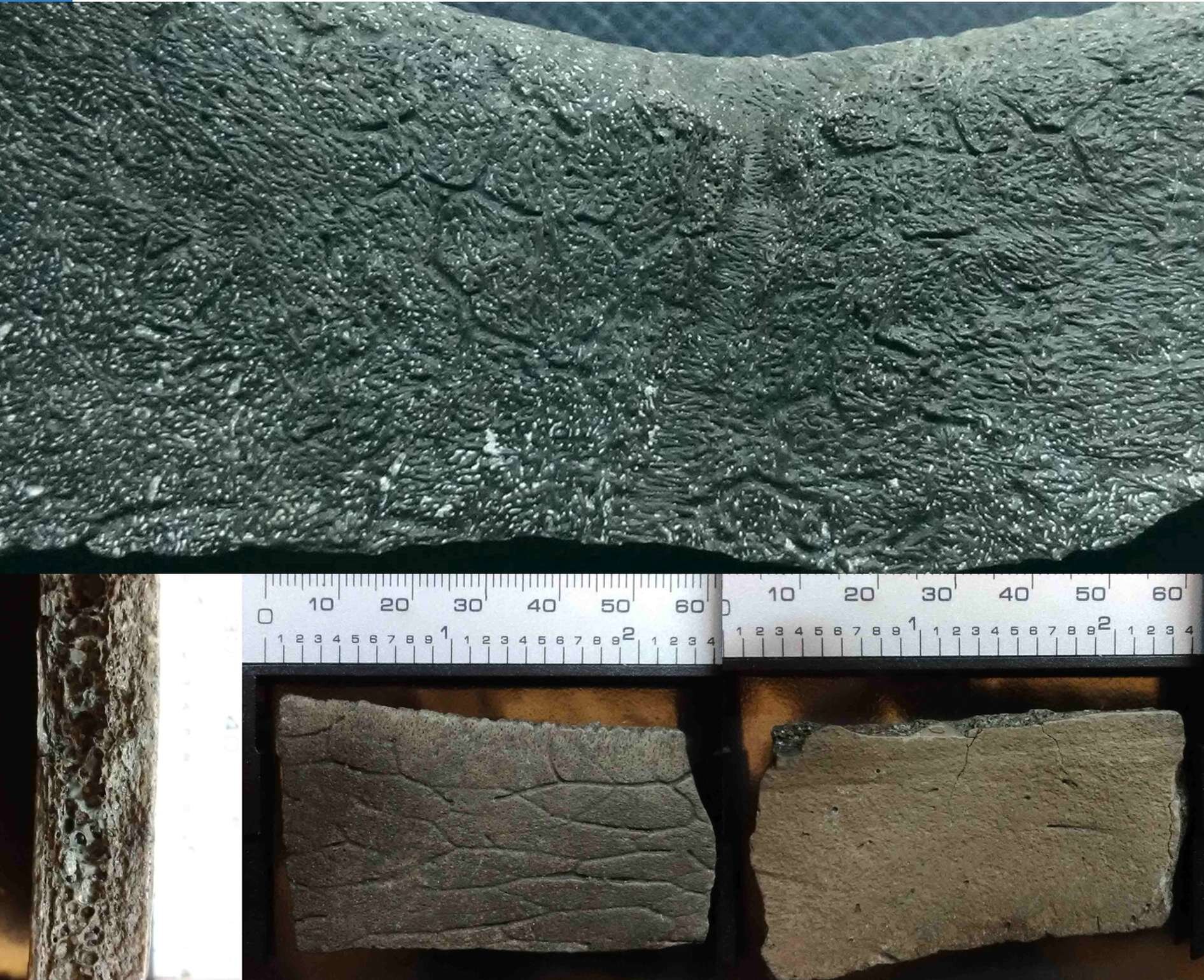 Weirdest turtle shell yet… - Fossil ID - The Fossil Forum