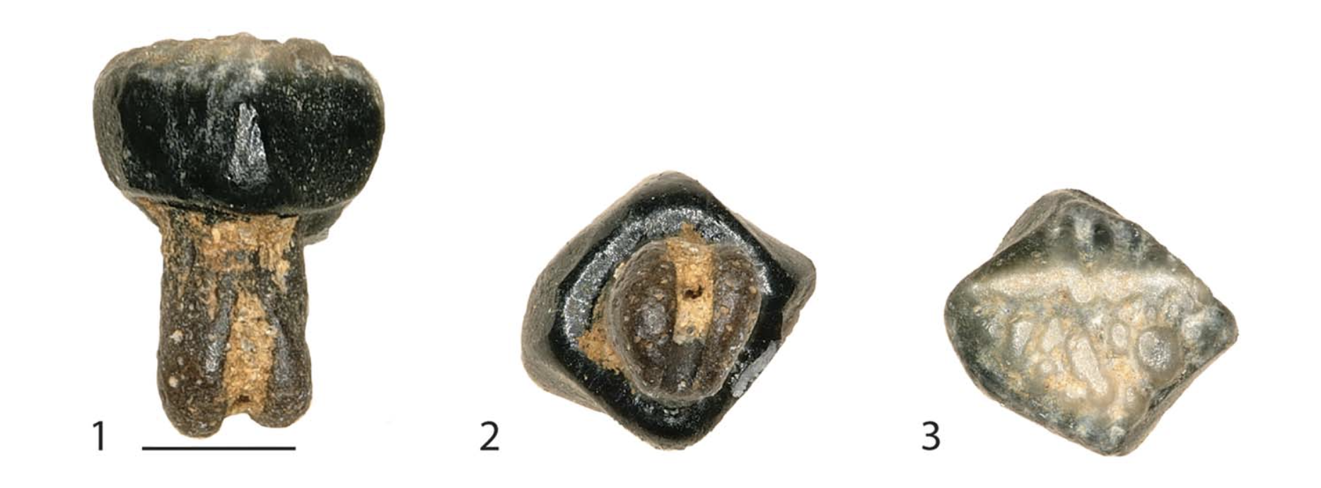 Need help with Lance Formation tooth ID - Fossil ID - The Fossil Forum