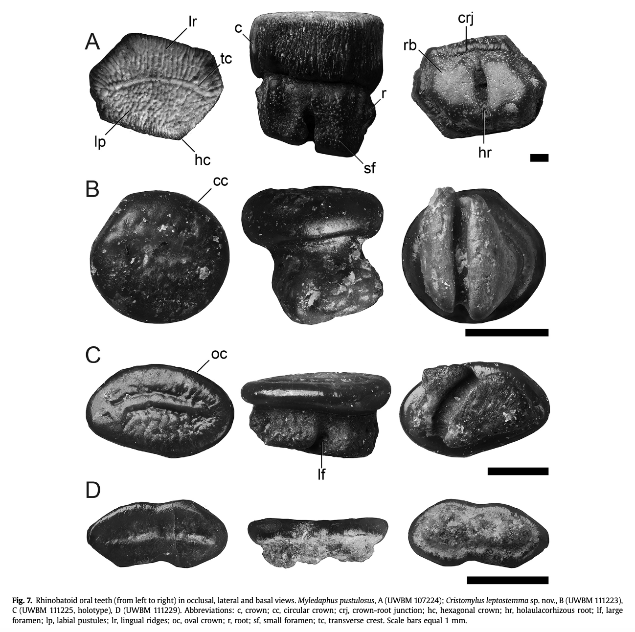 Need help with Lance Formation tooth ID - Fossil ID - The Fossil Forum