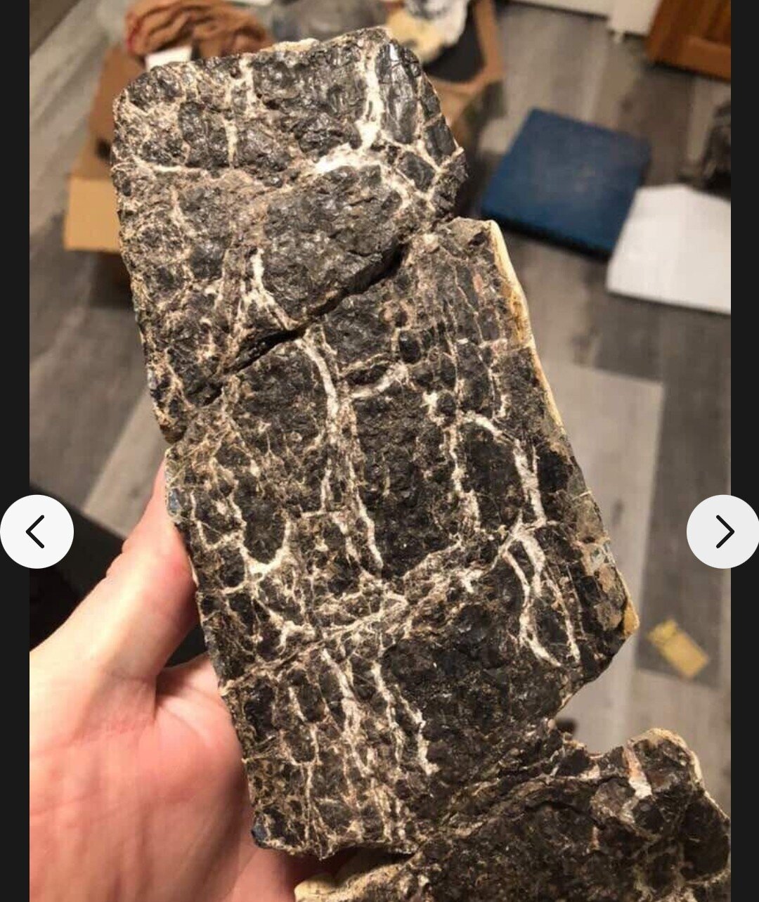 Arizona aetosaur osteoderms? - Fossil ID - The Fossil Forum