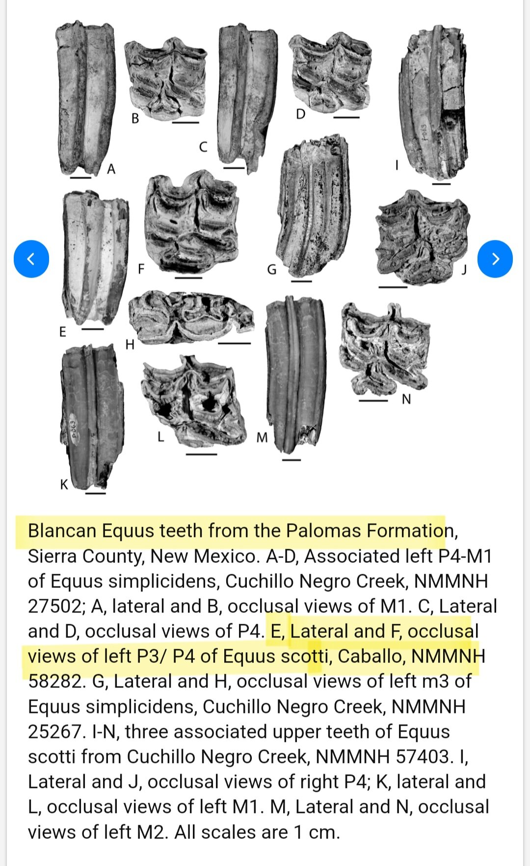 SE Texas - Equus Scotti tooth? - Fossil ID - The Fossil Forum