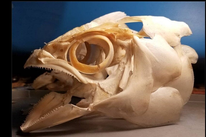 Fish Jaw? Bone Species identification - Fossil ID - The Fossil Forum