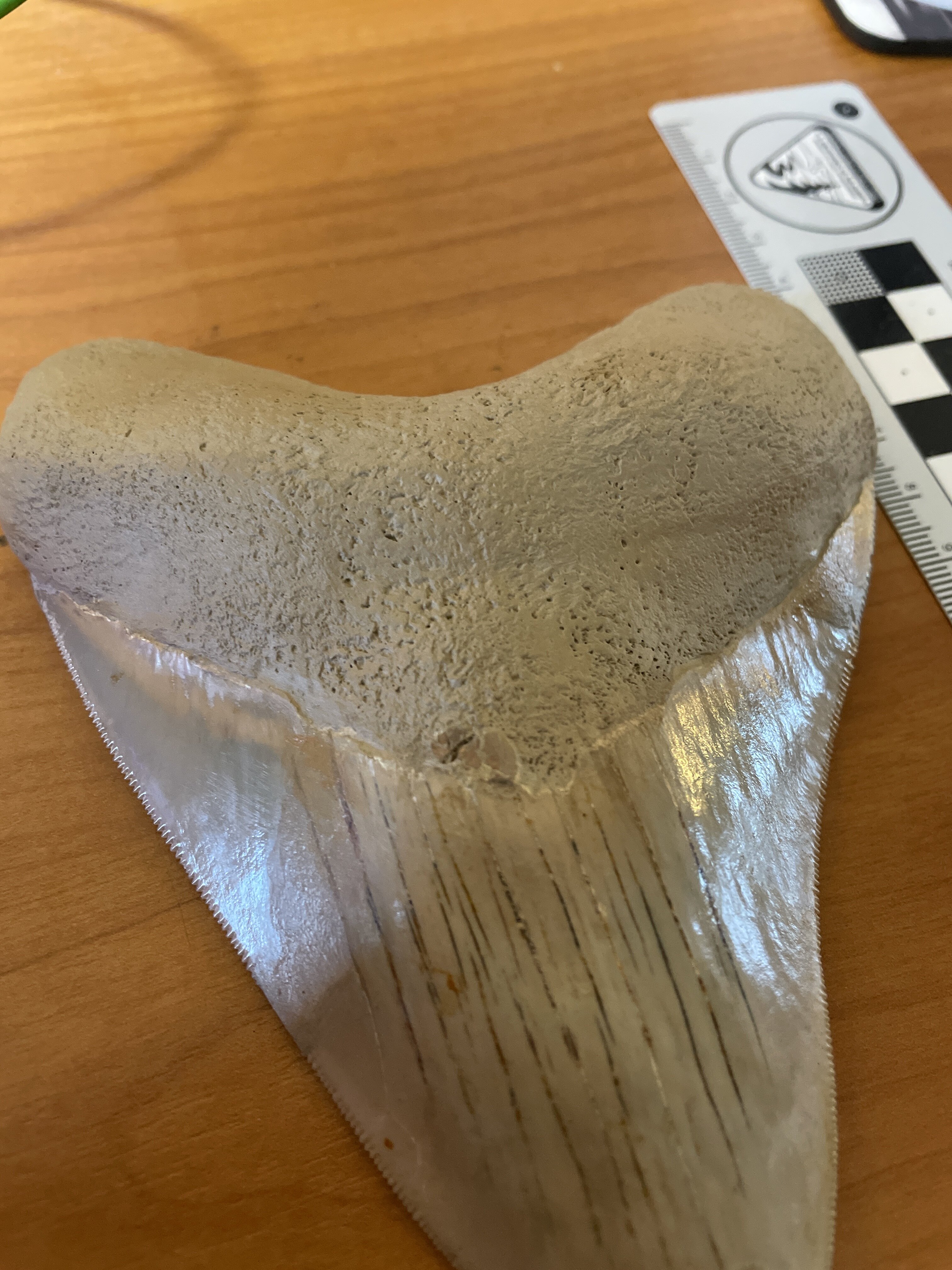 Real Meg Tooth? - Is It Real? How to Recognize Fossil Fabrications ...