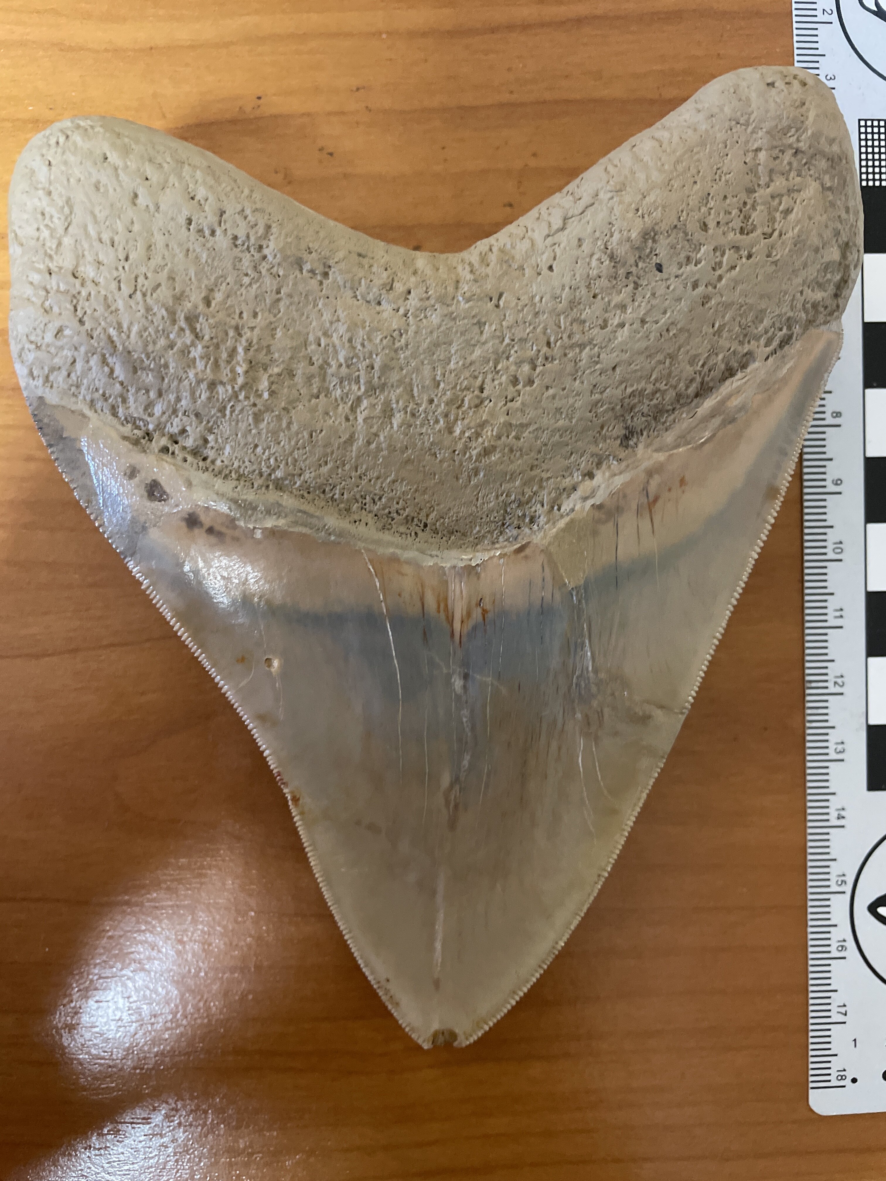 Real Meg Tooth? - Is It Real? How to Recognize Fossil Fabrications ...