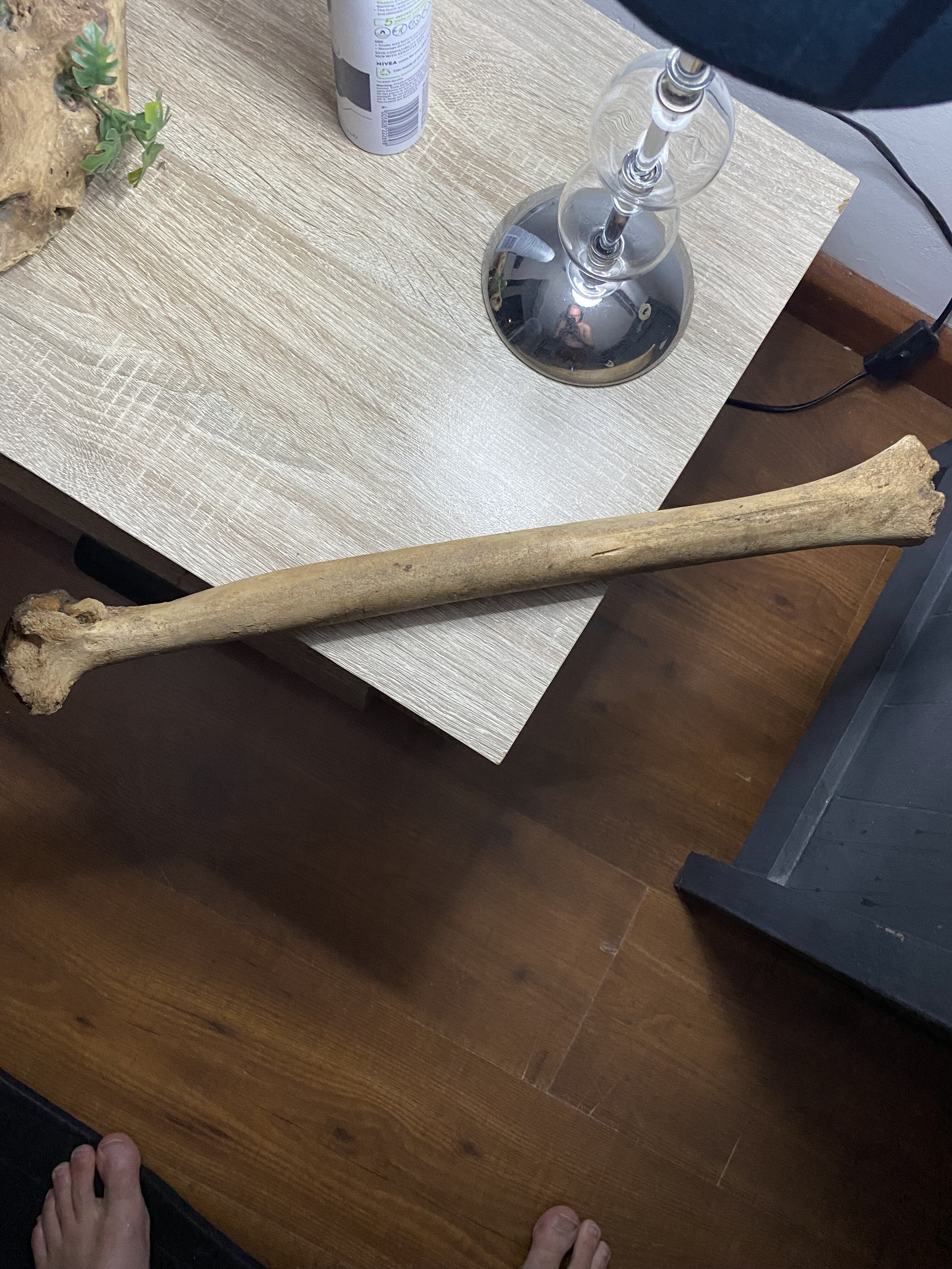 Strange bone found in garden - Fossil ID - The Fossil Forum