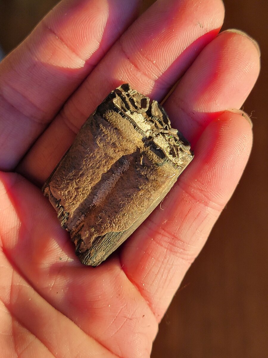Equus - Member Collections - The Fossil Forum