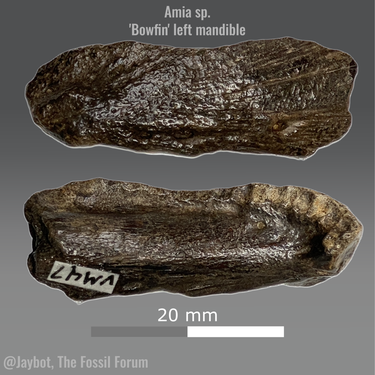 Amia sp. left mandible - Member Collections - The Fossil Forum