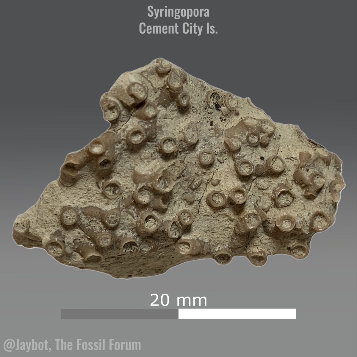 Aulopora - Member Collections - The Fossil Forum