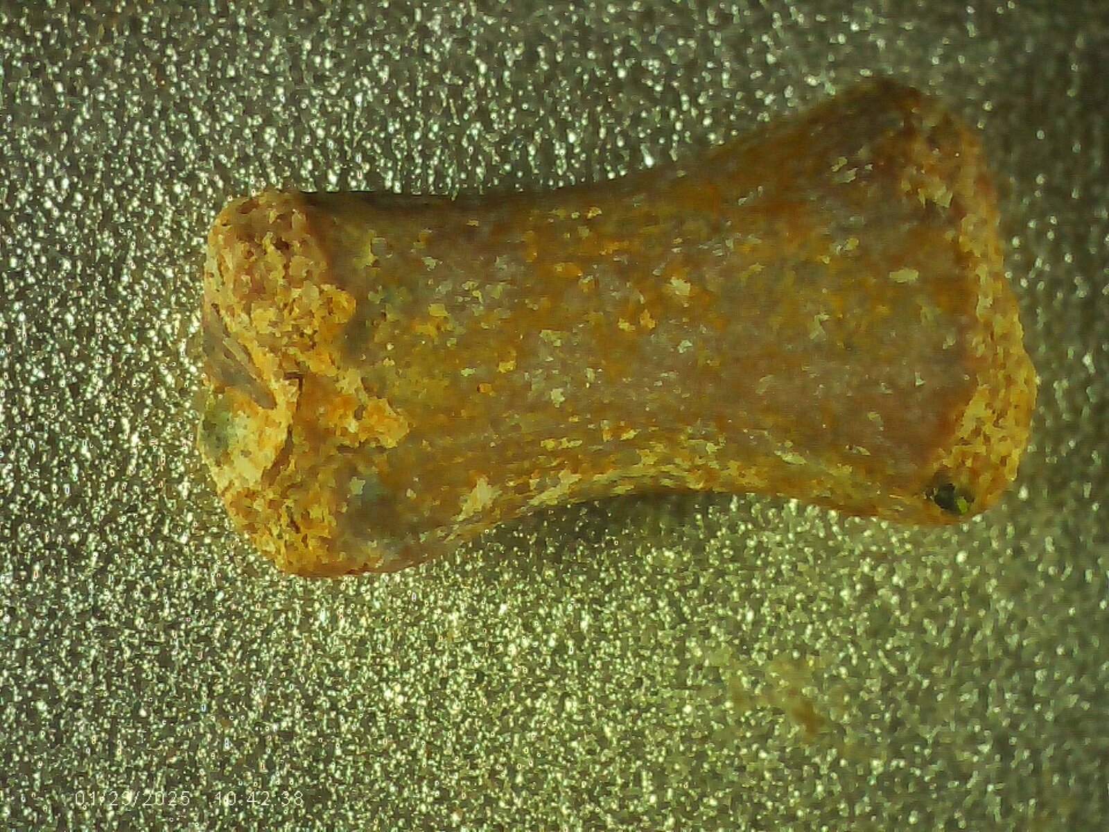 Turtle Phalange - Australia - The Fossil Forum