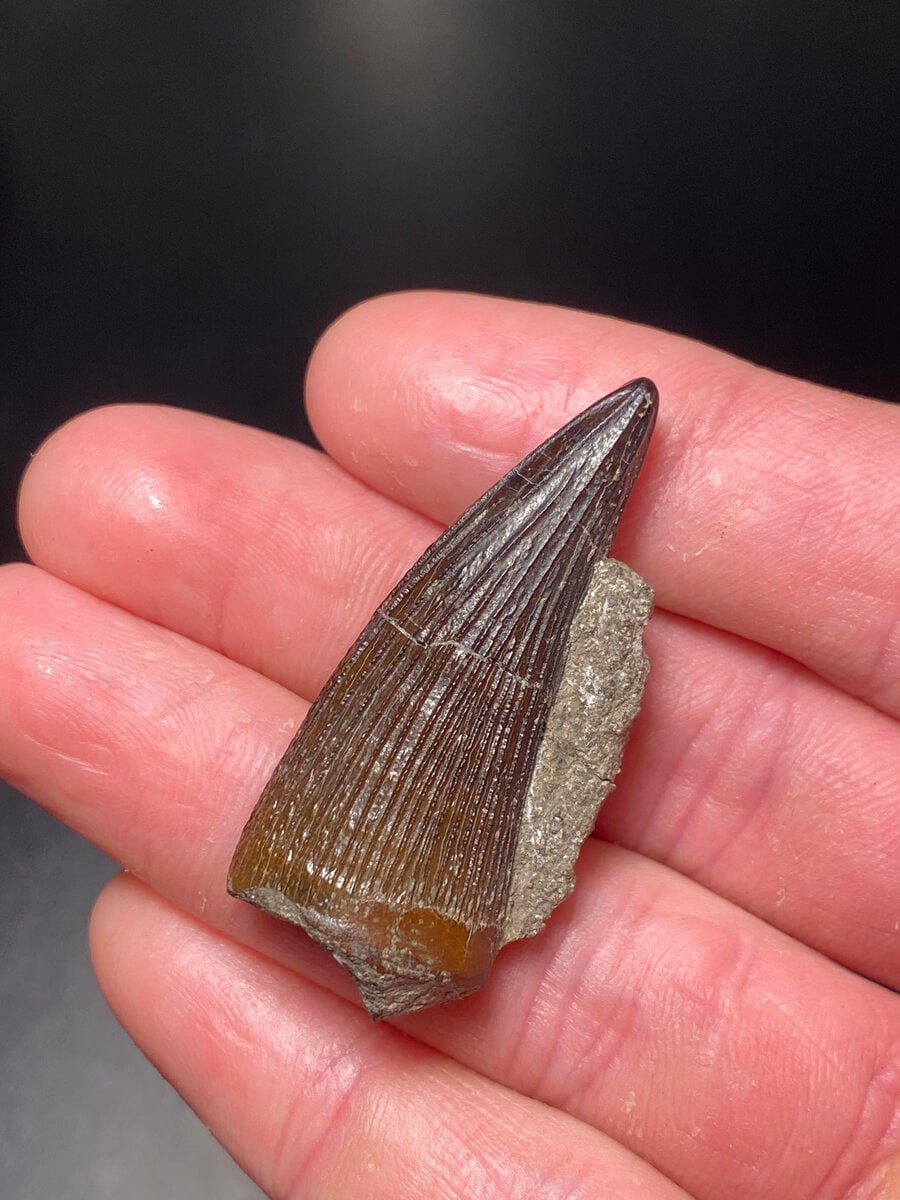 Brachauchenius lucasi tooth - Member Collections - The Fossil Forum