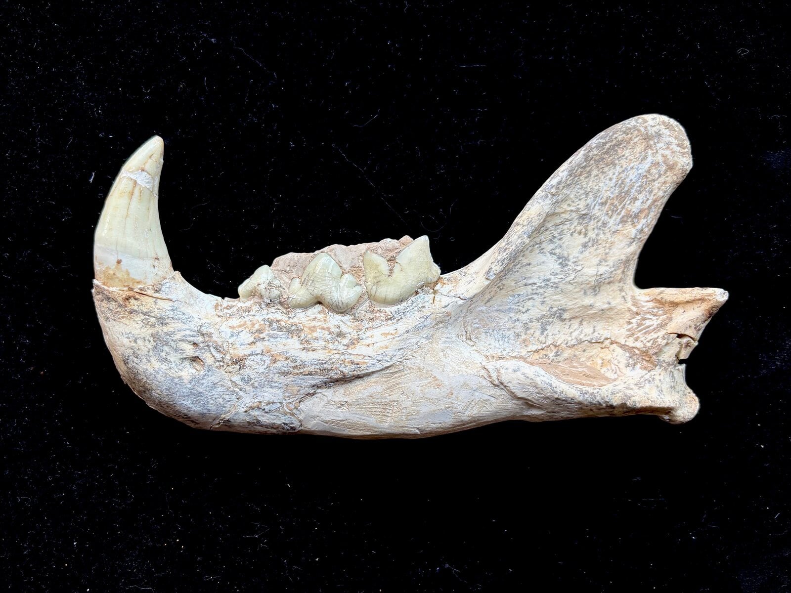 Panthera palaeosinensis - Carnivorans - The Fossil Forum