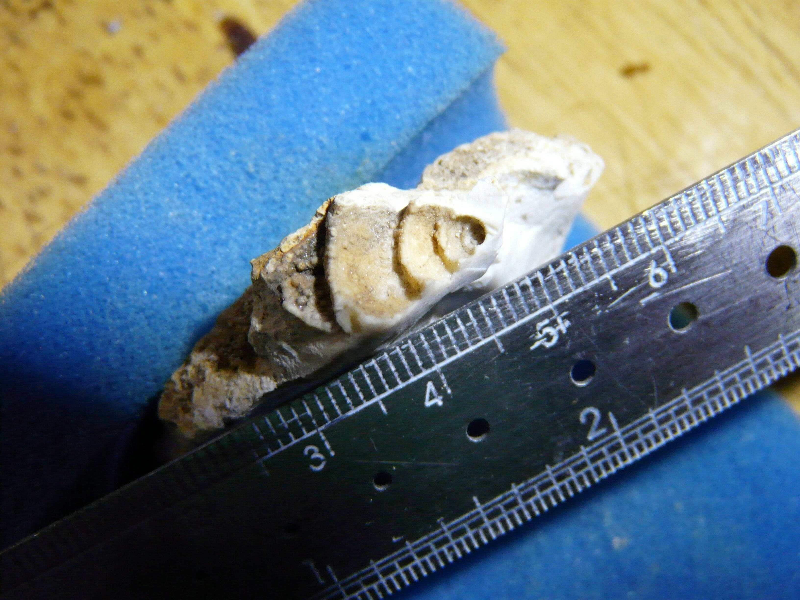 Micro Fossil in Chert - Fossil ID - The Fossil Forum