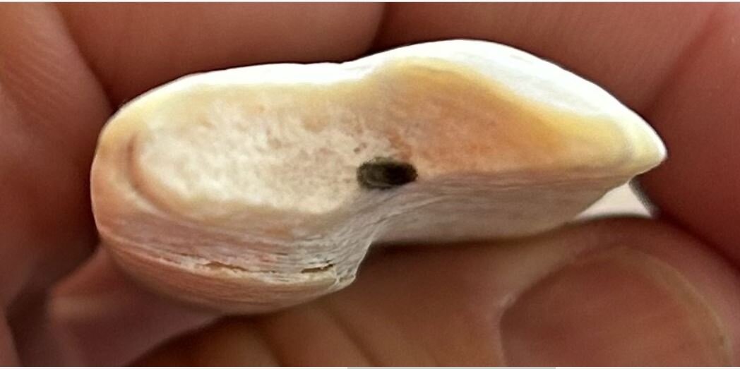 Potential Predator Tooth? - Fossil ID - The Fossil Forum