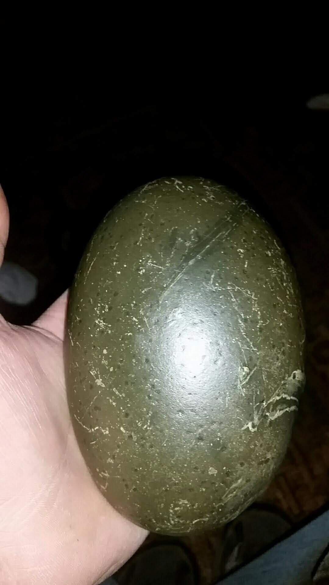 Egg-zactly - Fossil ID - The Fossil Forum
