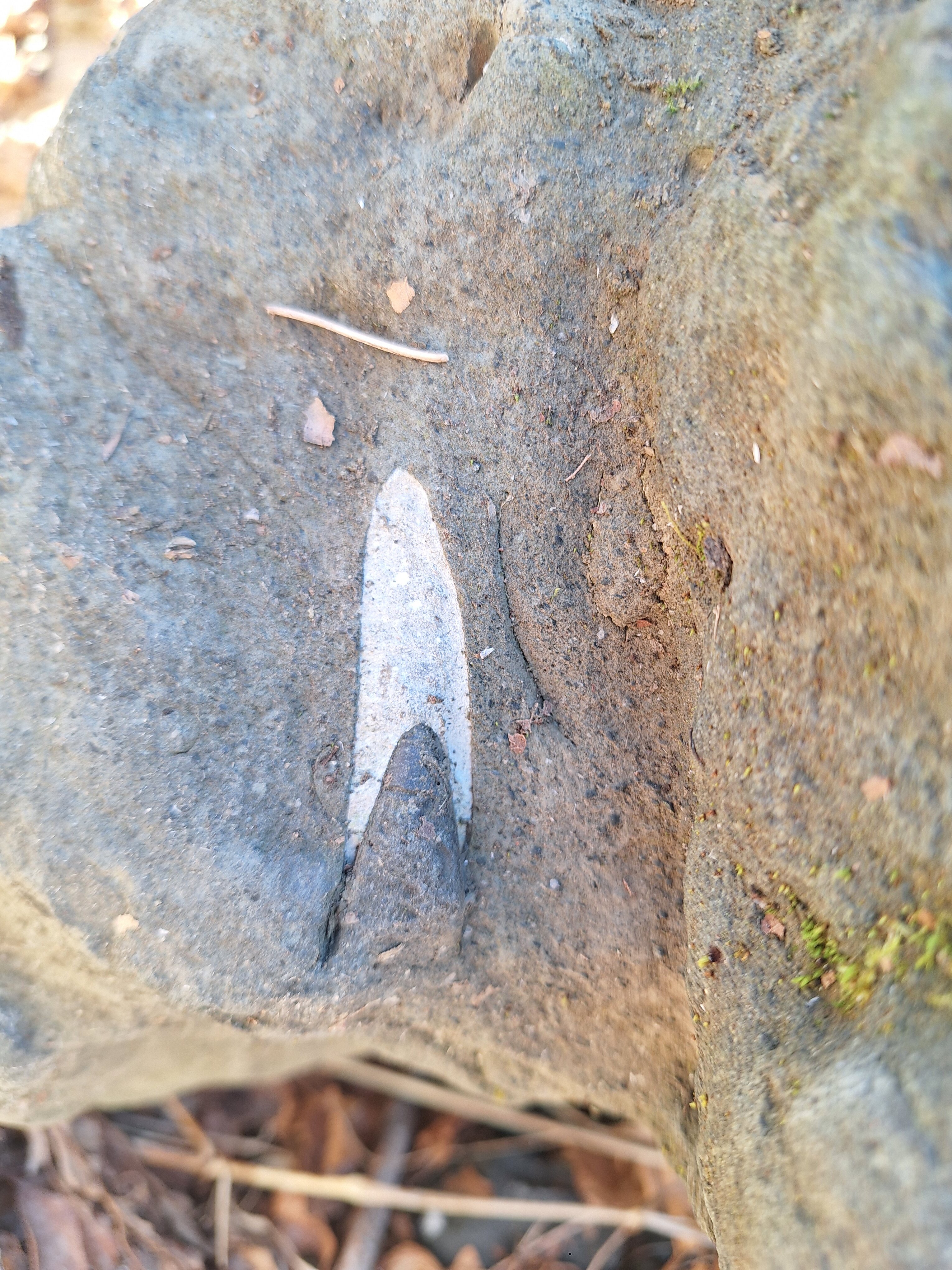 Belemnites....in Washington State?! - Fossil Hunting Trips - The Fossil ...
