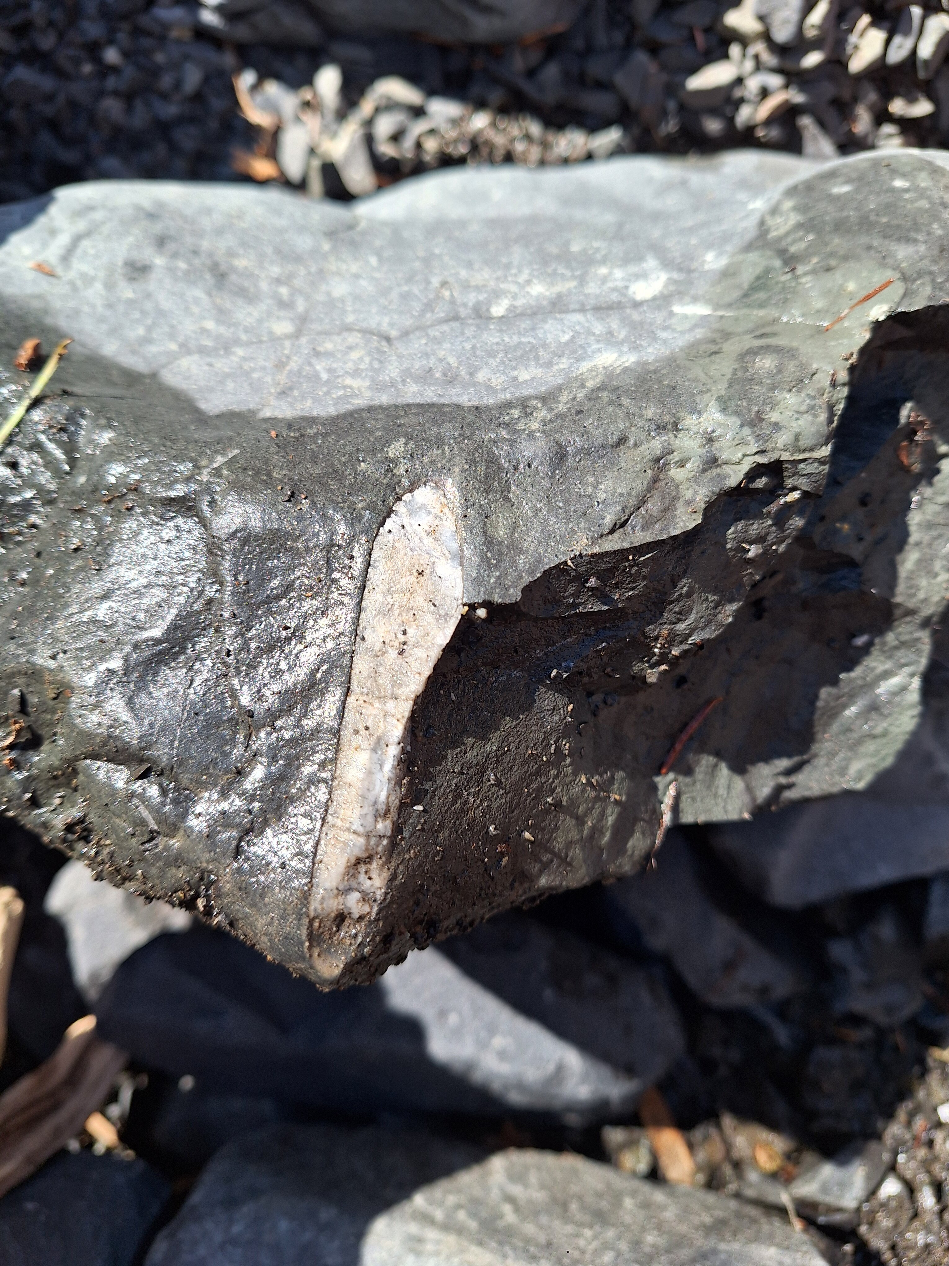 Belemnites....in Washington State?! - Fossil Hunting Trips - The Fossil ...