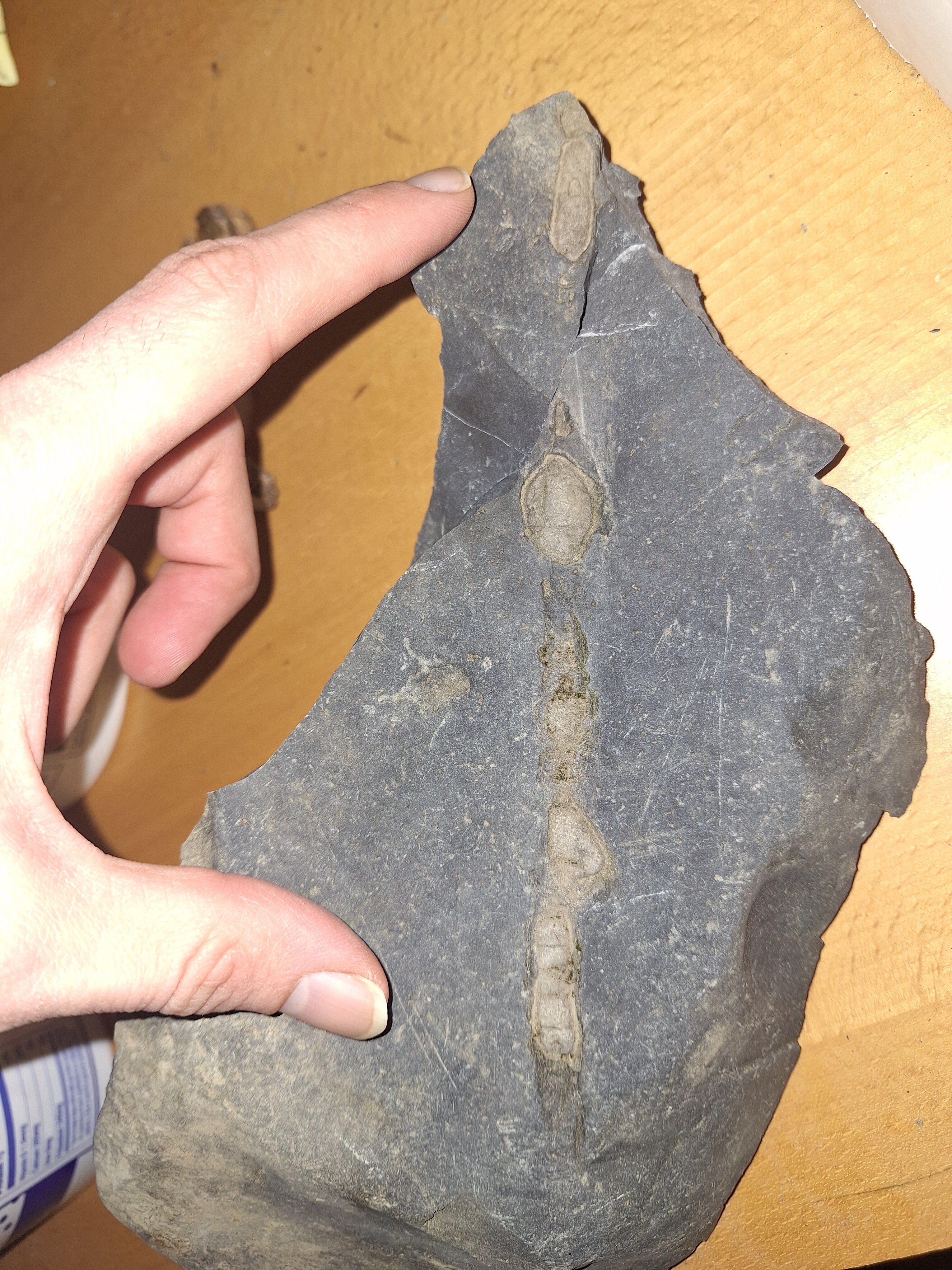 Belemnites....in Washington State?! - Fossil Hunting Trips - The Fossil ...