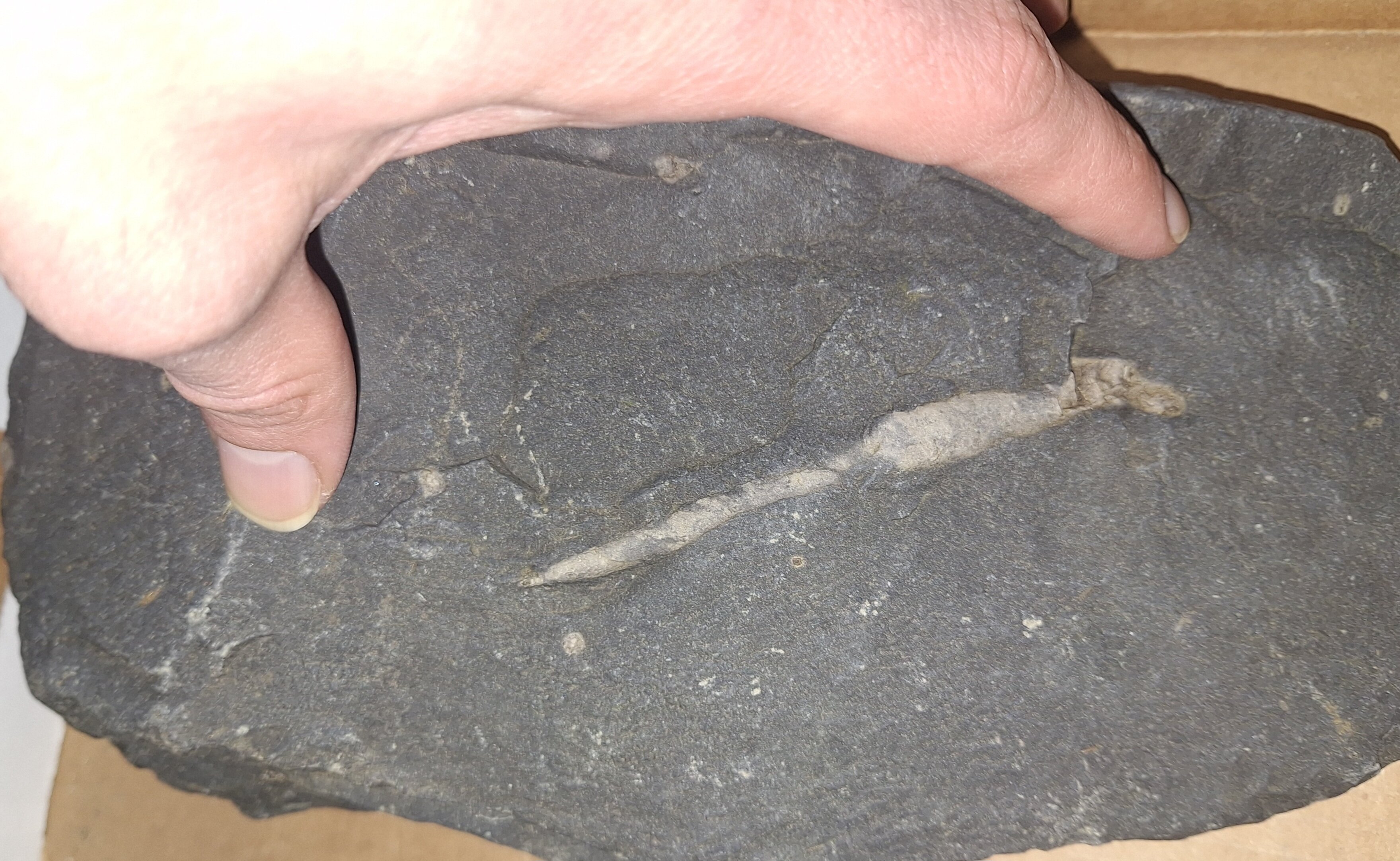 Belemnites....in Washington State?! - Fossil Hunting Trips - The Fossil ...