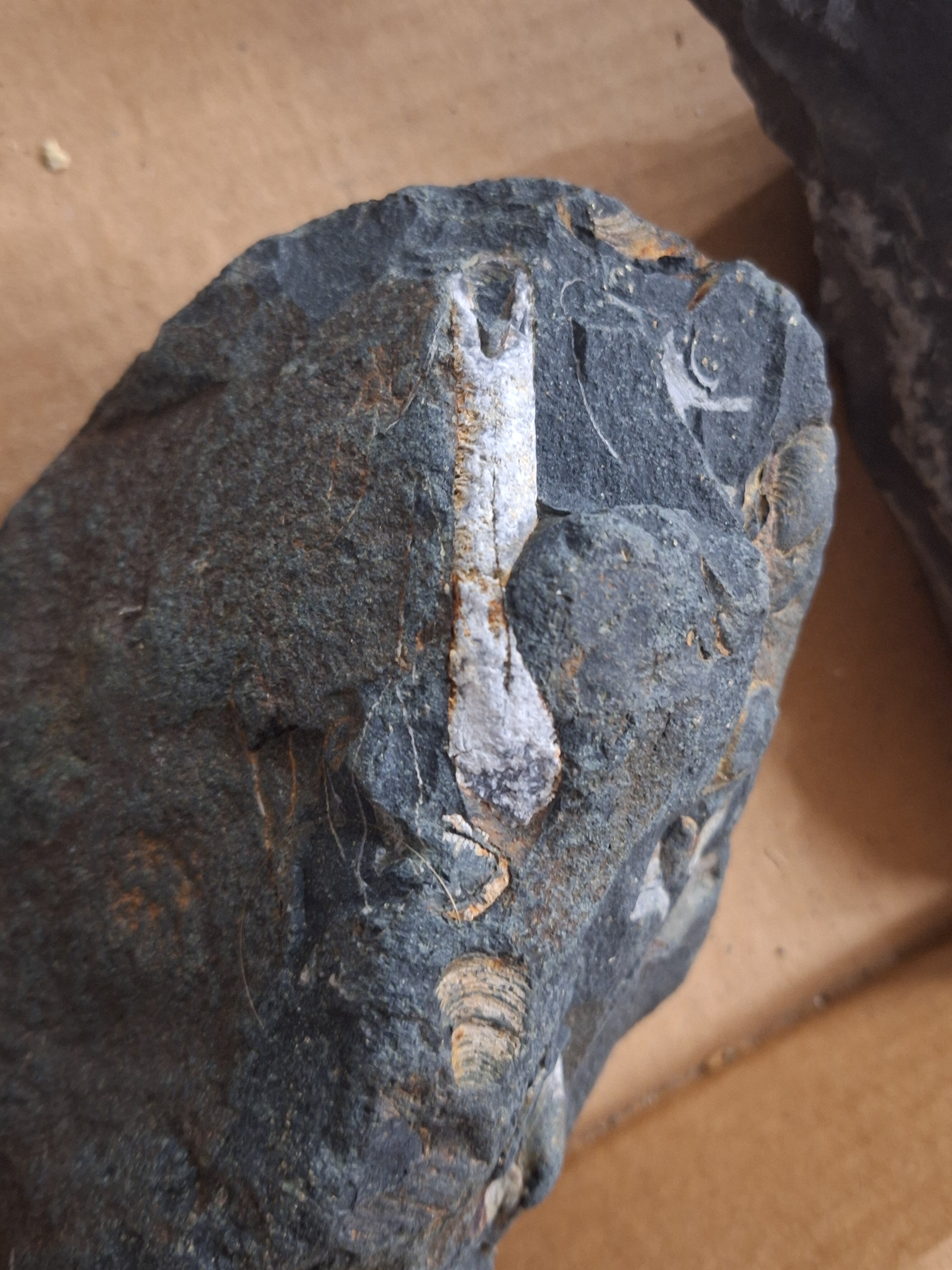 Belemnites....in Washington State?! - Fossil Hunting Trips - The Fossil ...
