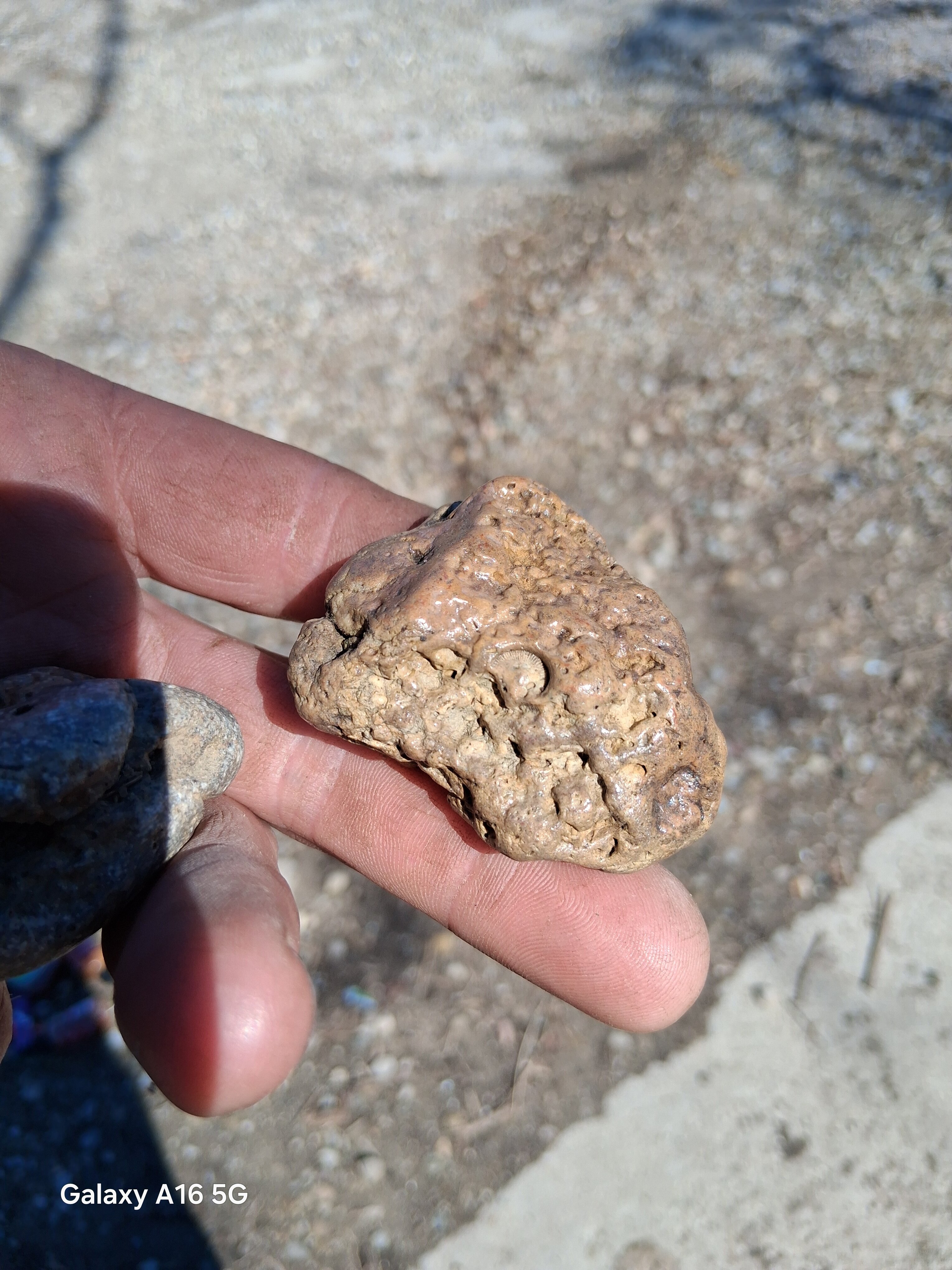 ID - Fossil ID - The Fossil Forum