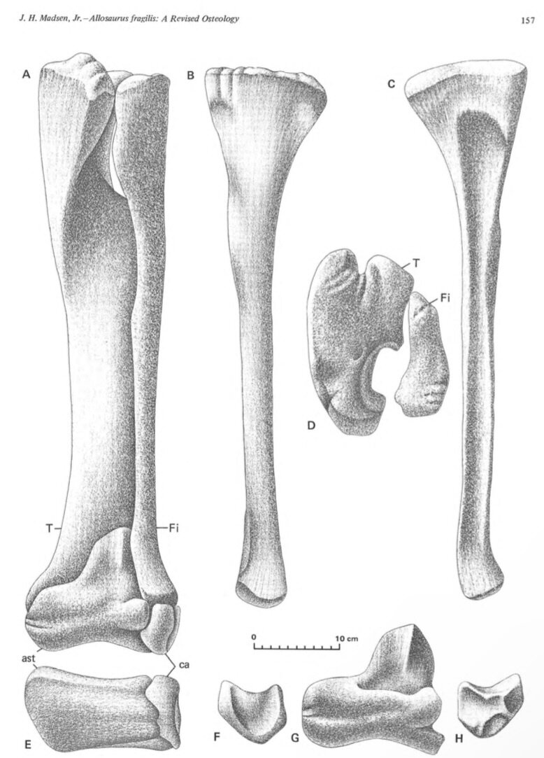 Need help id Fossil - Allosaurus fibula? - Fossil ID - The Fossil Forum