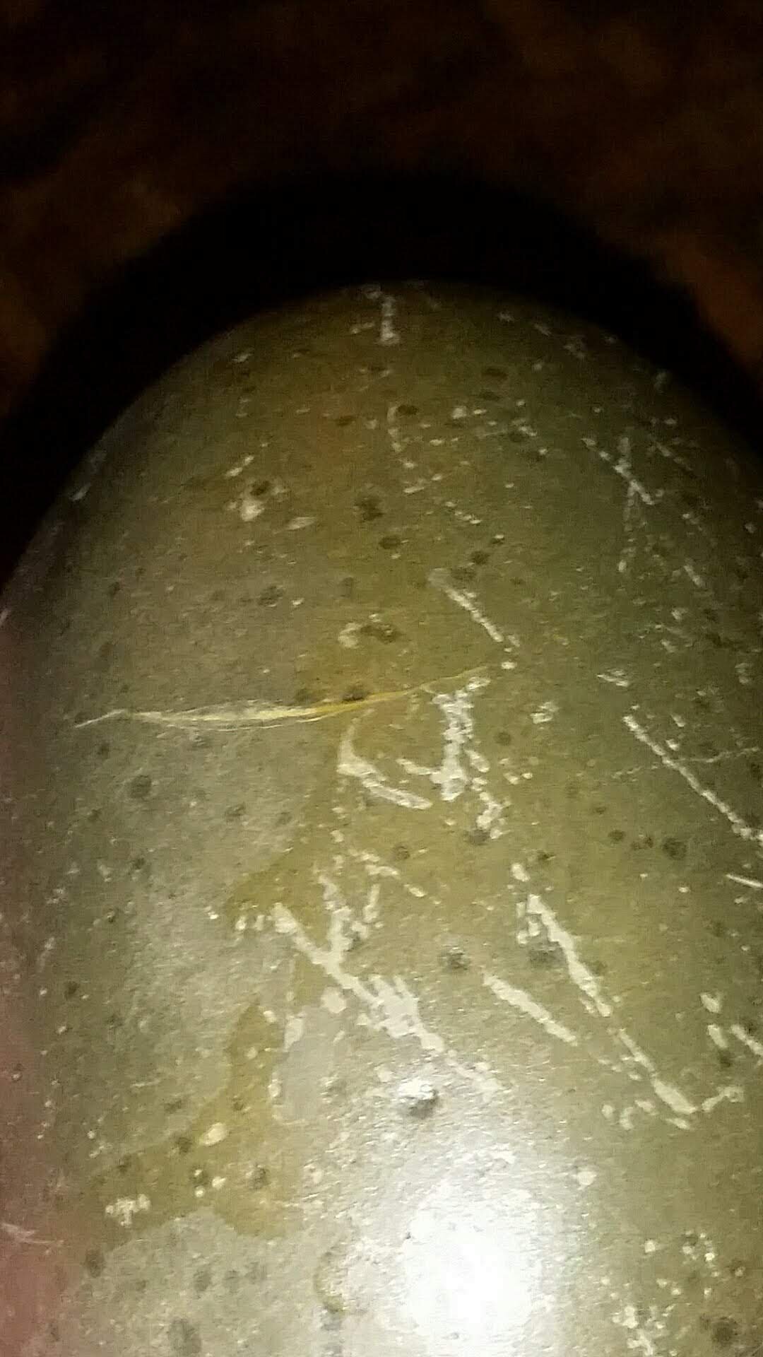 Egg-zactly - Fossil ID - The Fossil Forum