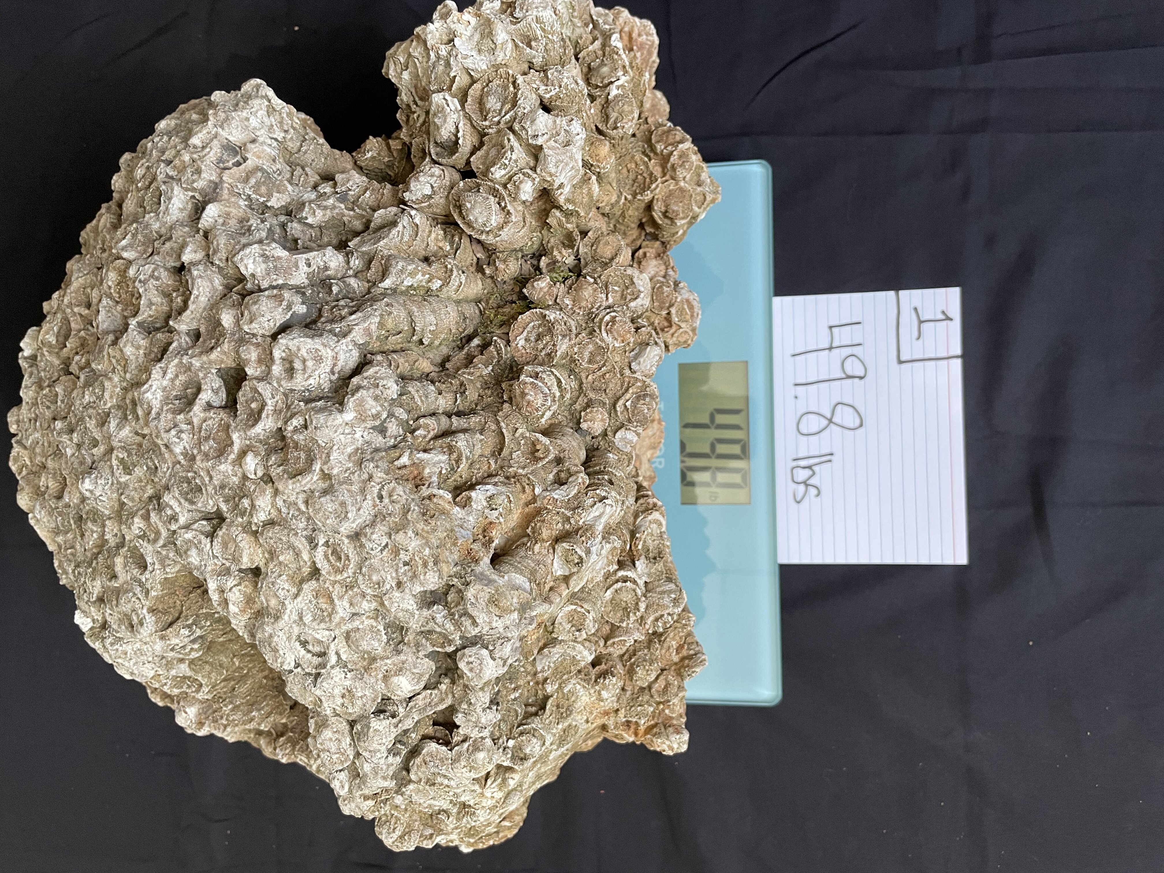 Oceanic Coral Middle Tennessee USA - Fossil ID - The Fossil Forum