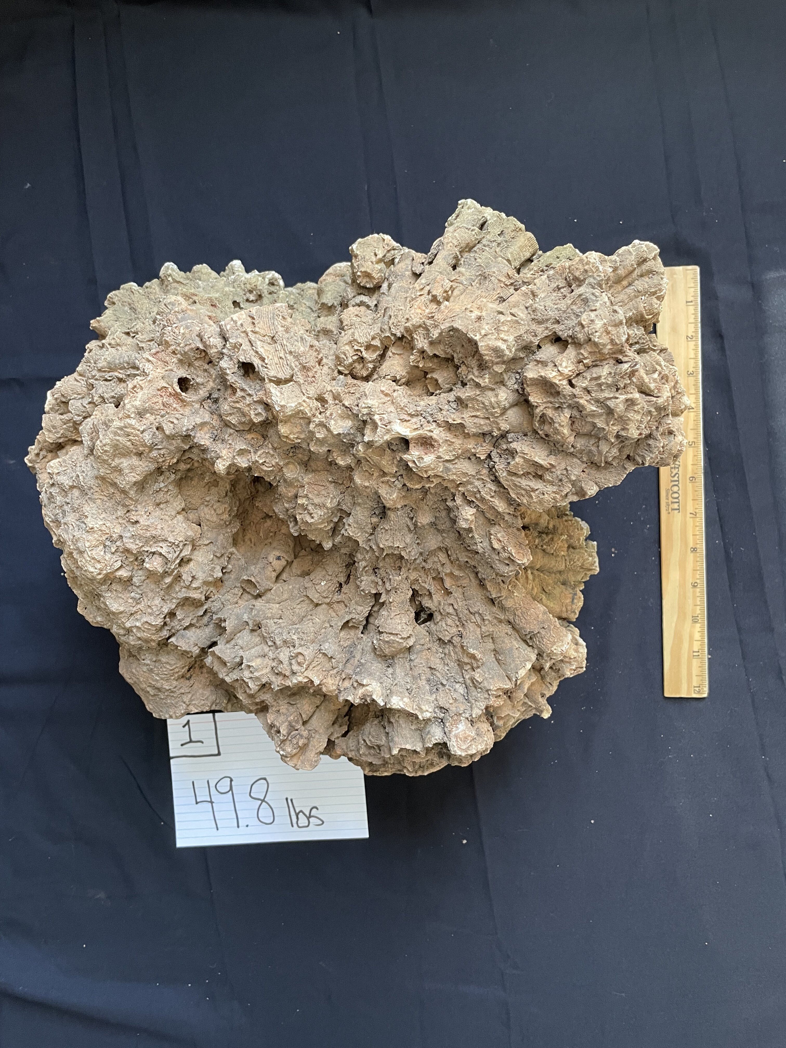 Oceanic Coral Middle Tennessee USA - Fossil ID - The Fossil Forum