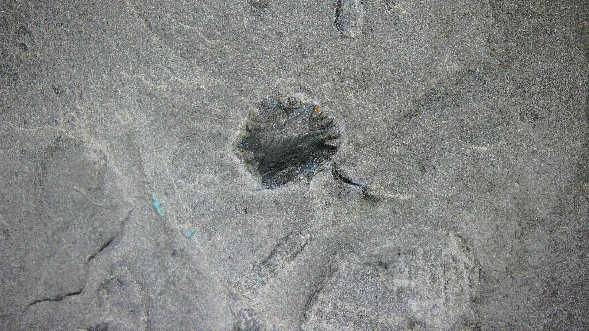 Utah fossil ID - Fossil ID - The Fossil Forum