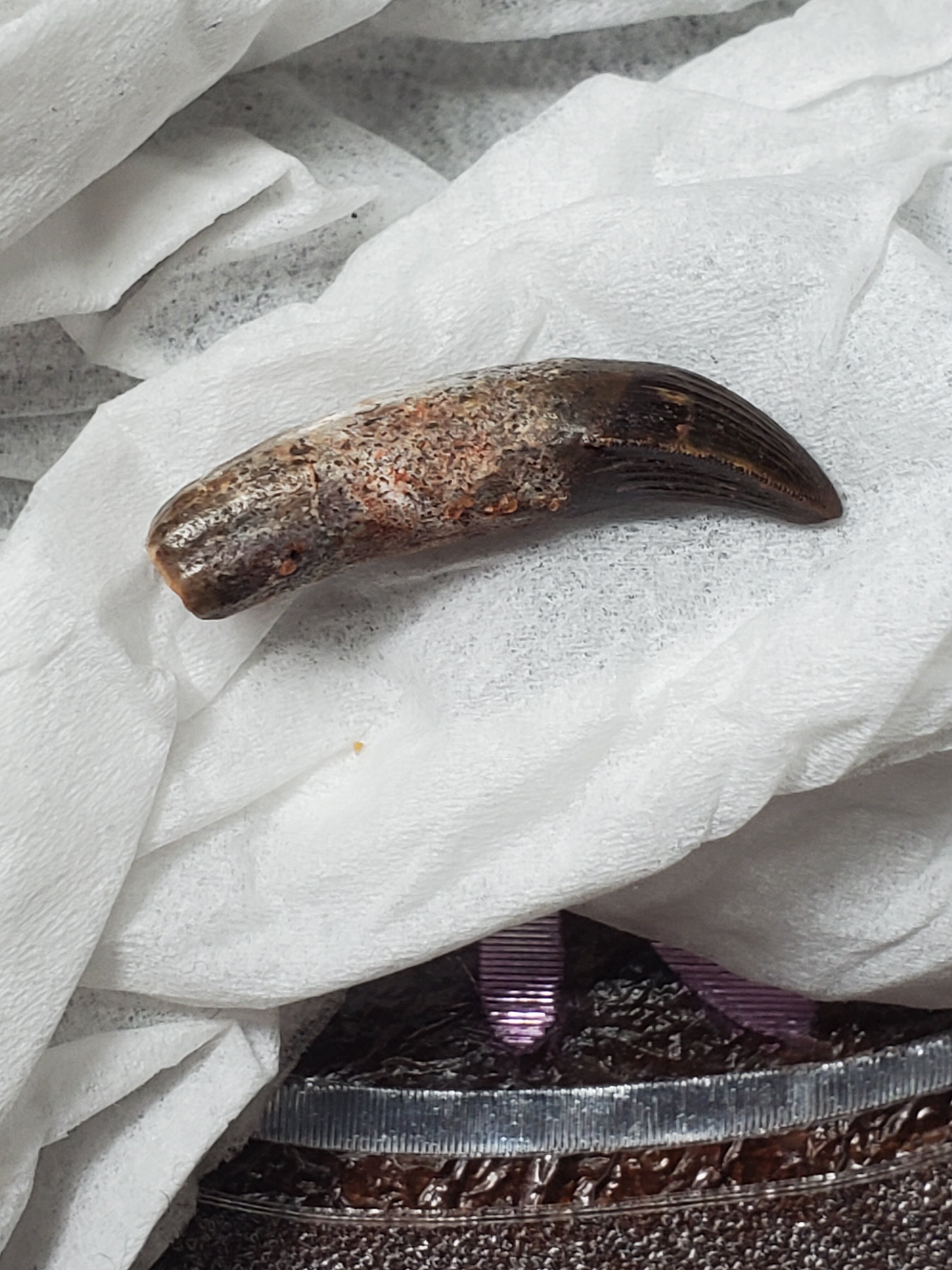kemkem crocodile ? tooth - Fossil ID - The Fossil Forum
