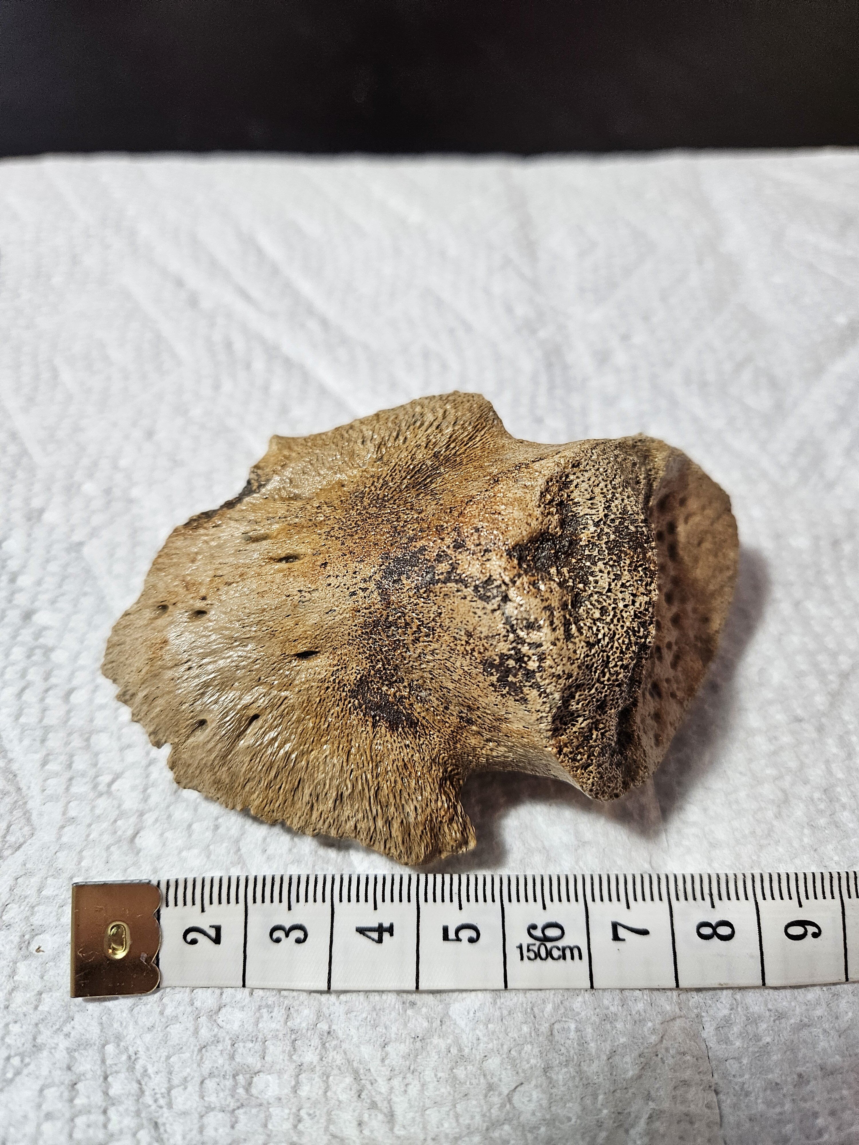 Mystery Bone - Fossil ID - The Fossil Forum