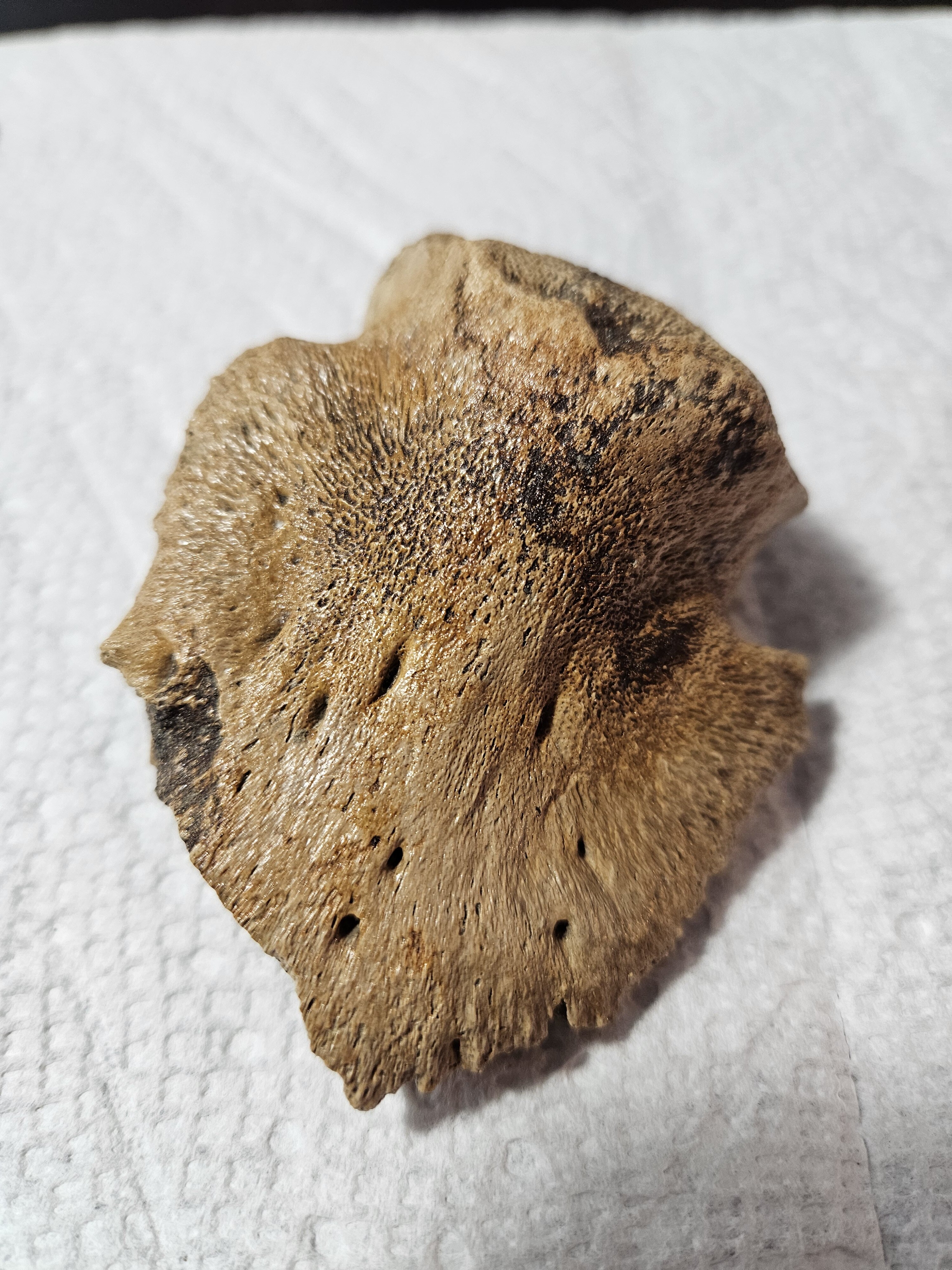 Mystery Bone - Fossil ID - The Fossil Forum