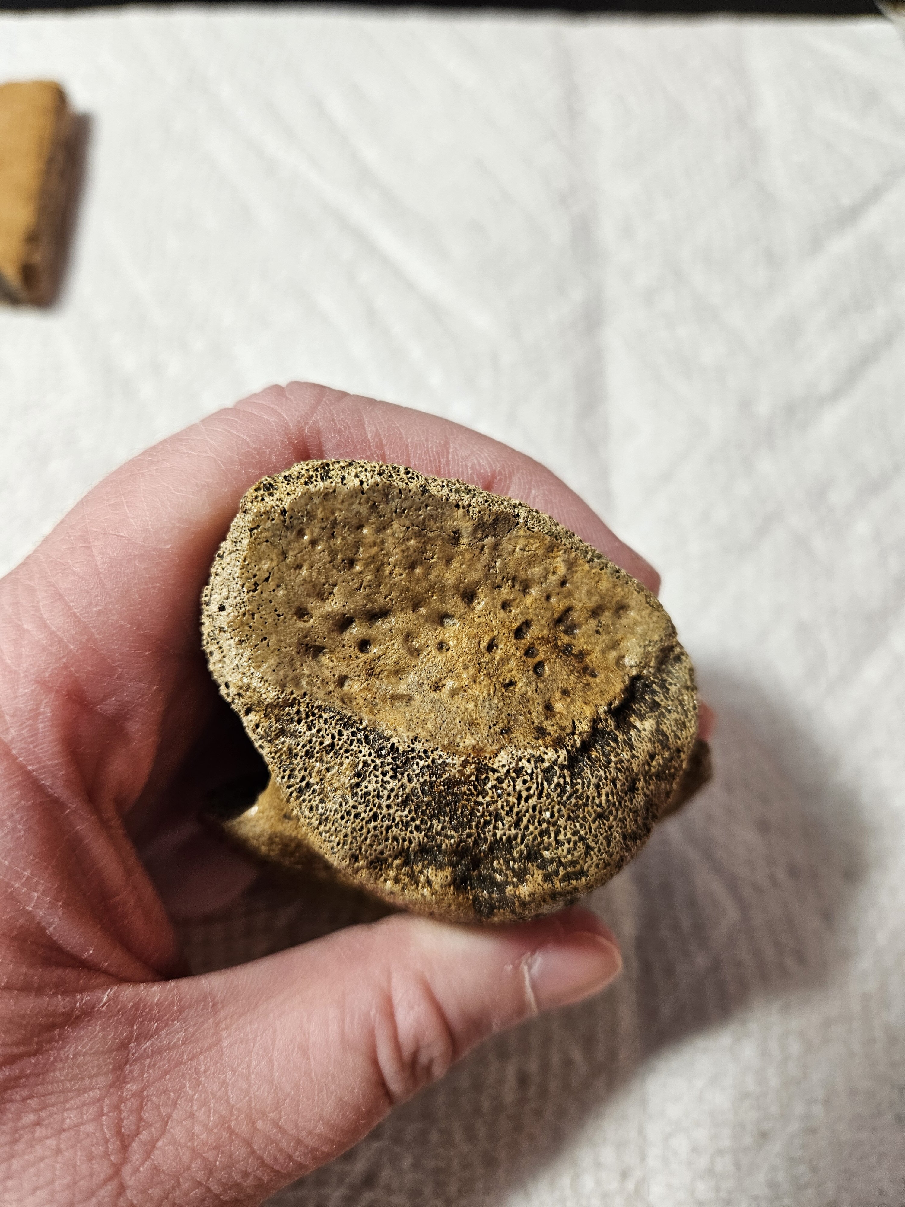Mystery Bone - Fossil ID - The Fossil Forum