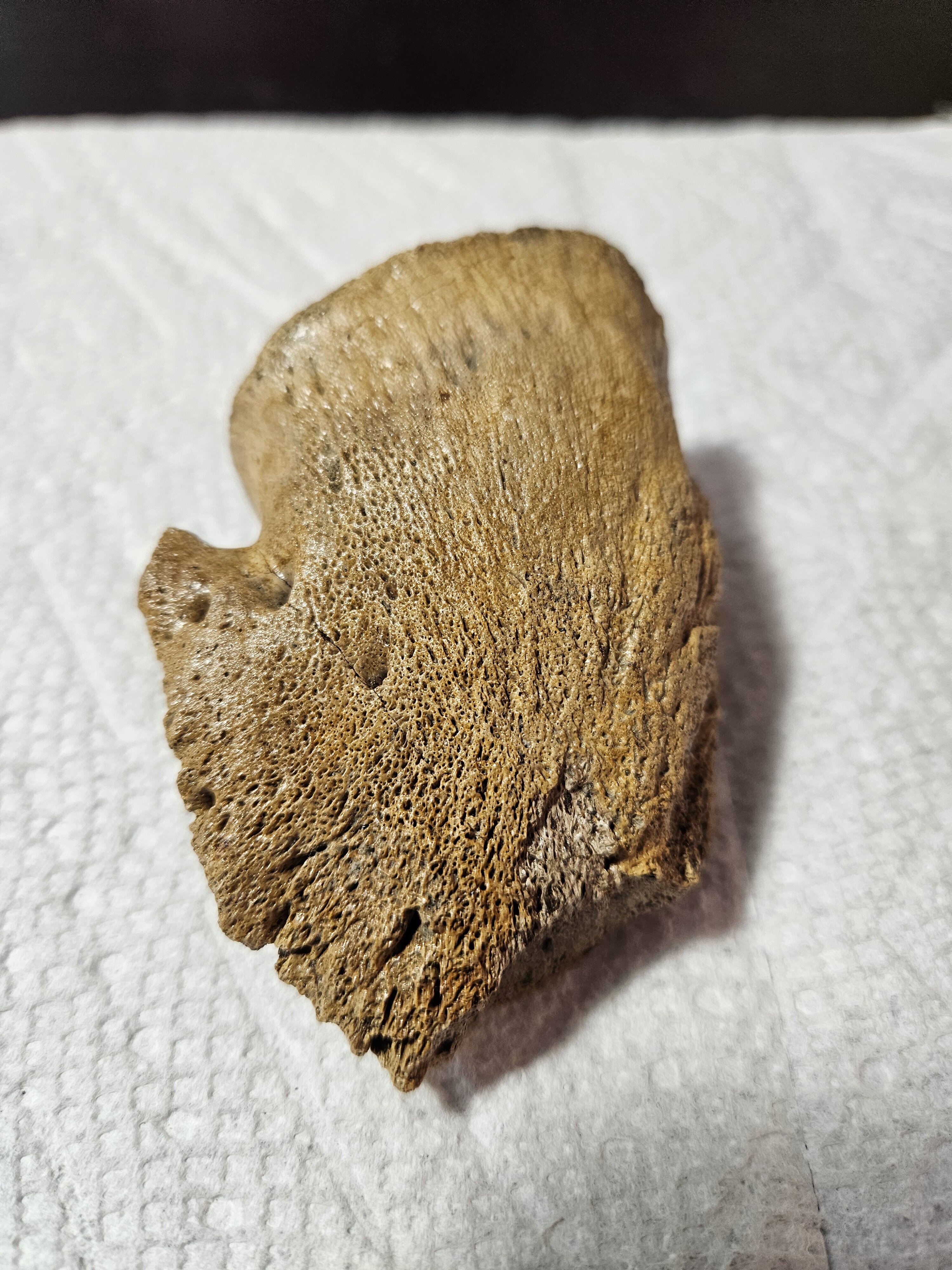 Mystery Bone - Fossil ID - The Fossil Forum