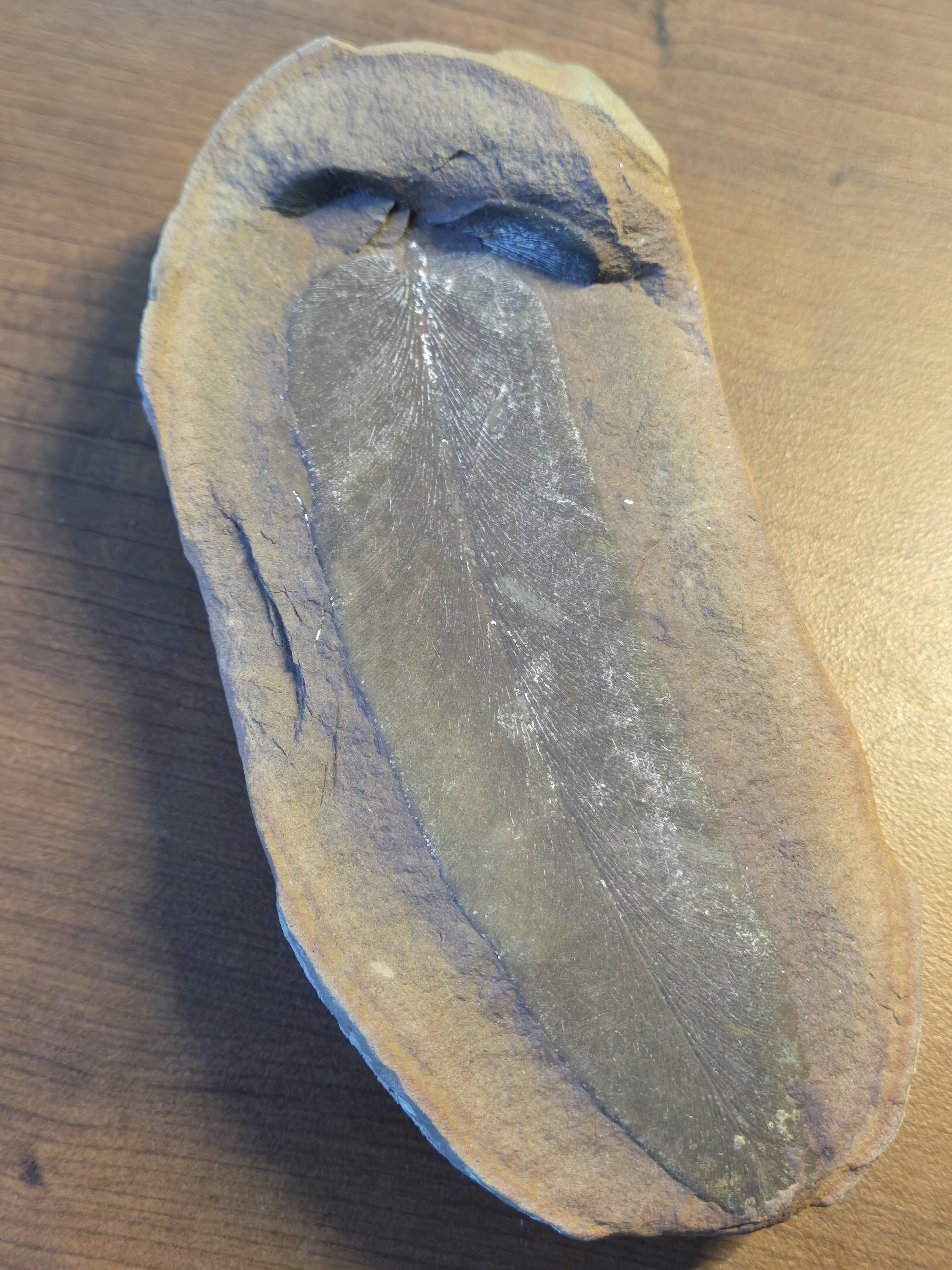 Pyrite-diseased Macroneuropteris? - Fossil Preparation - The Fossil Forum